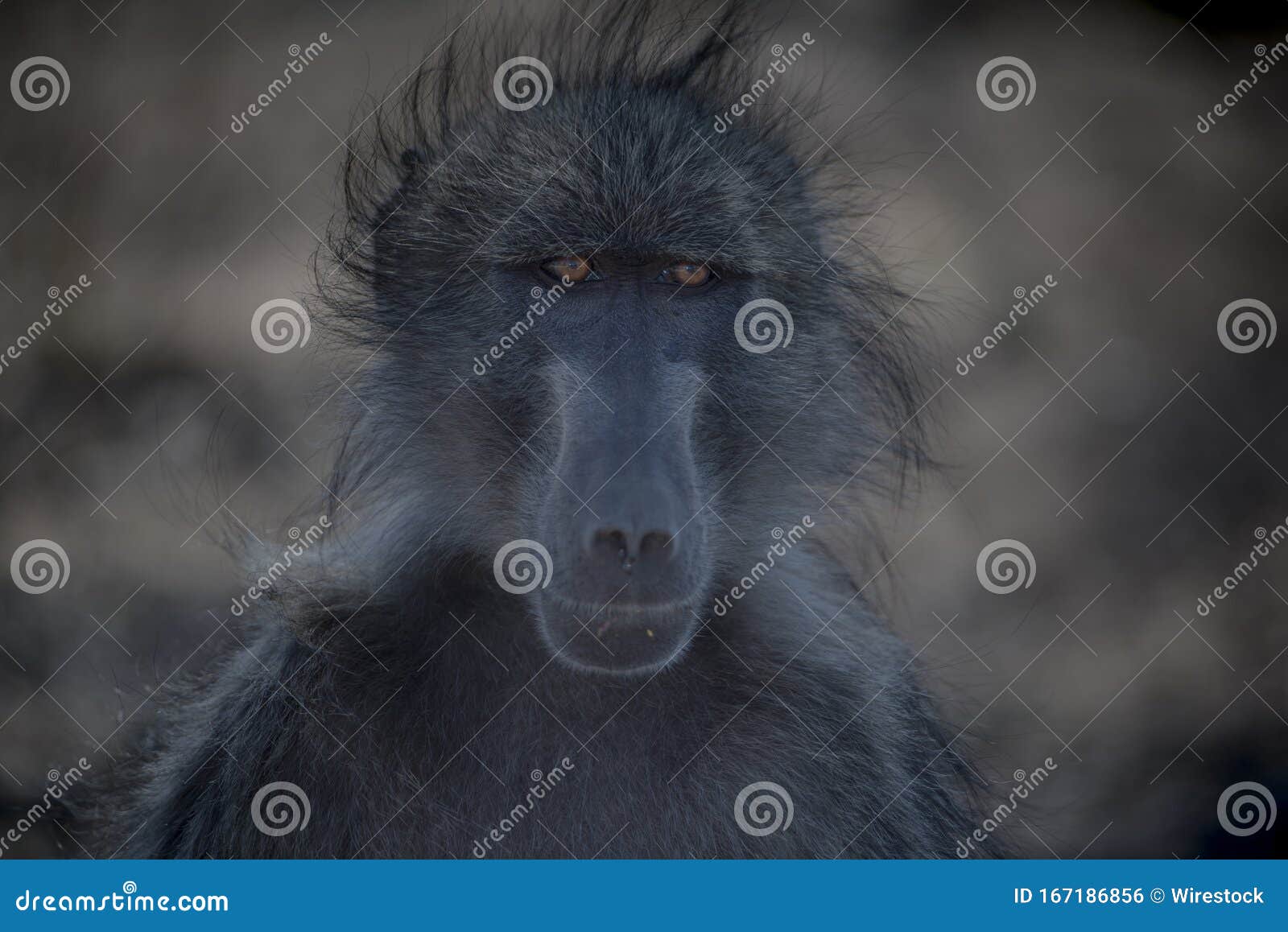 Closeup Shot of a Baboon Looking Around Stock Photo - Image of jungle ...