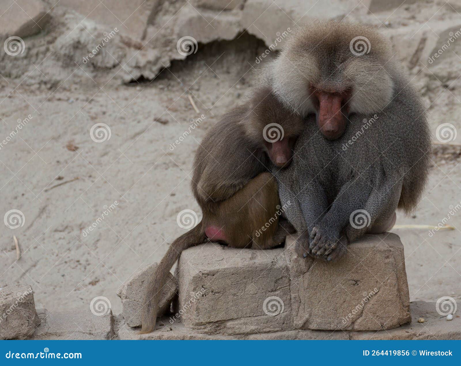 Closeup Shot of Baboon Monkeys in a Zoo during the Day Stock Photo ...