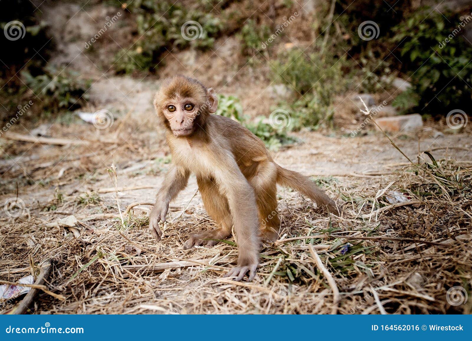 Closeup Shot of a Baby Monkey Standing on the Ground with a Blurred ...