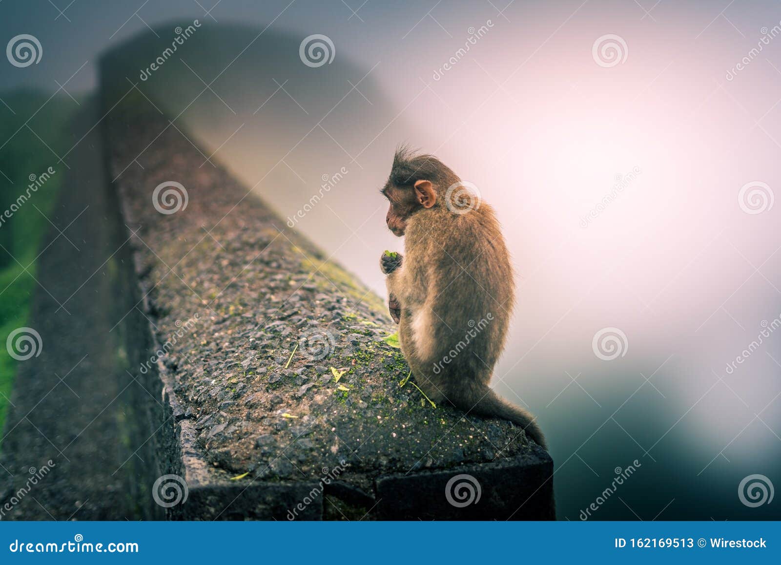 Closeup Shot from the Back of a Baboon Sitting on a Stone and Holding a ...
