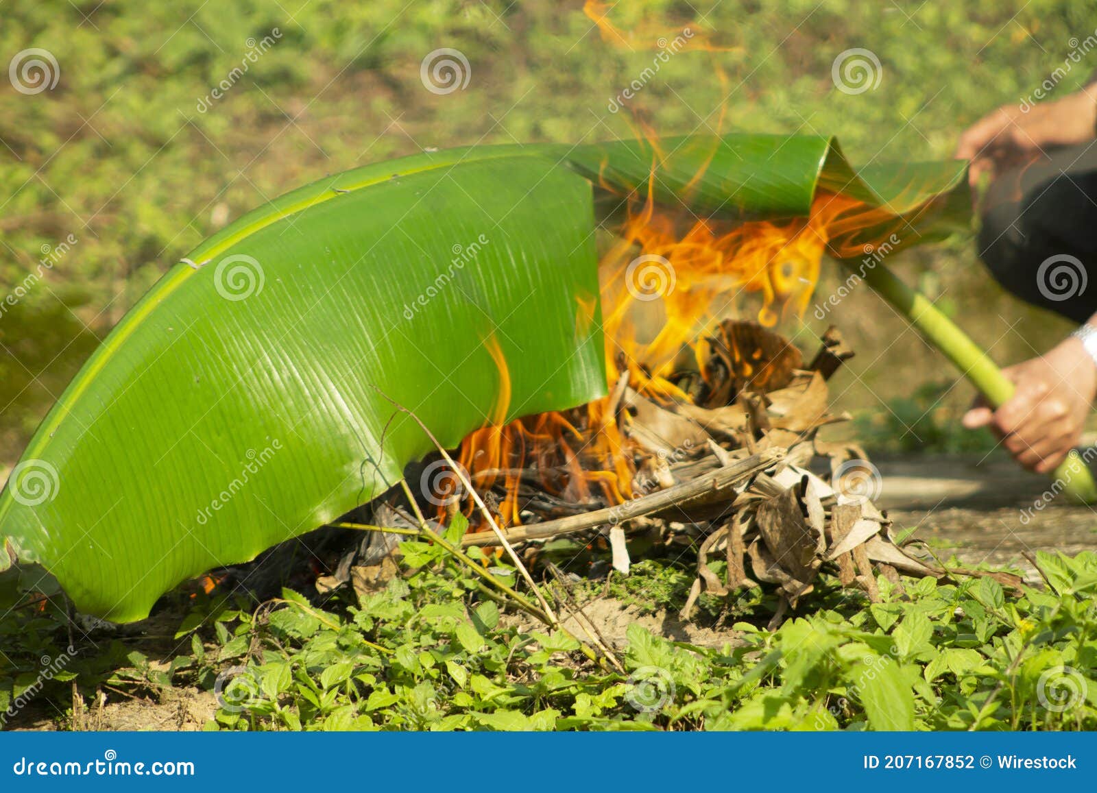Closeup Shot of a Banana Leaf Being Burned on a Small Fire Stock Photo ...