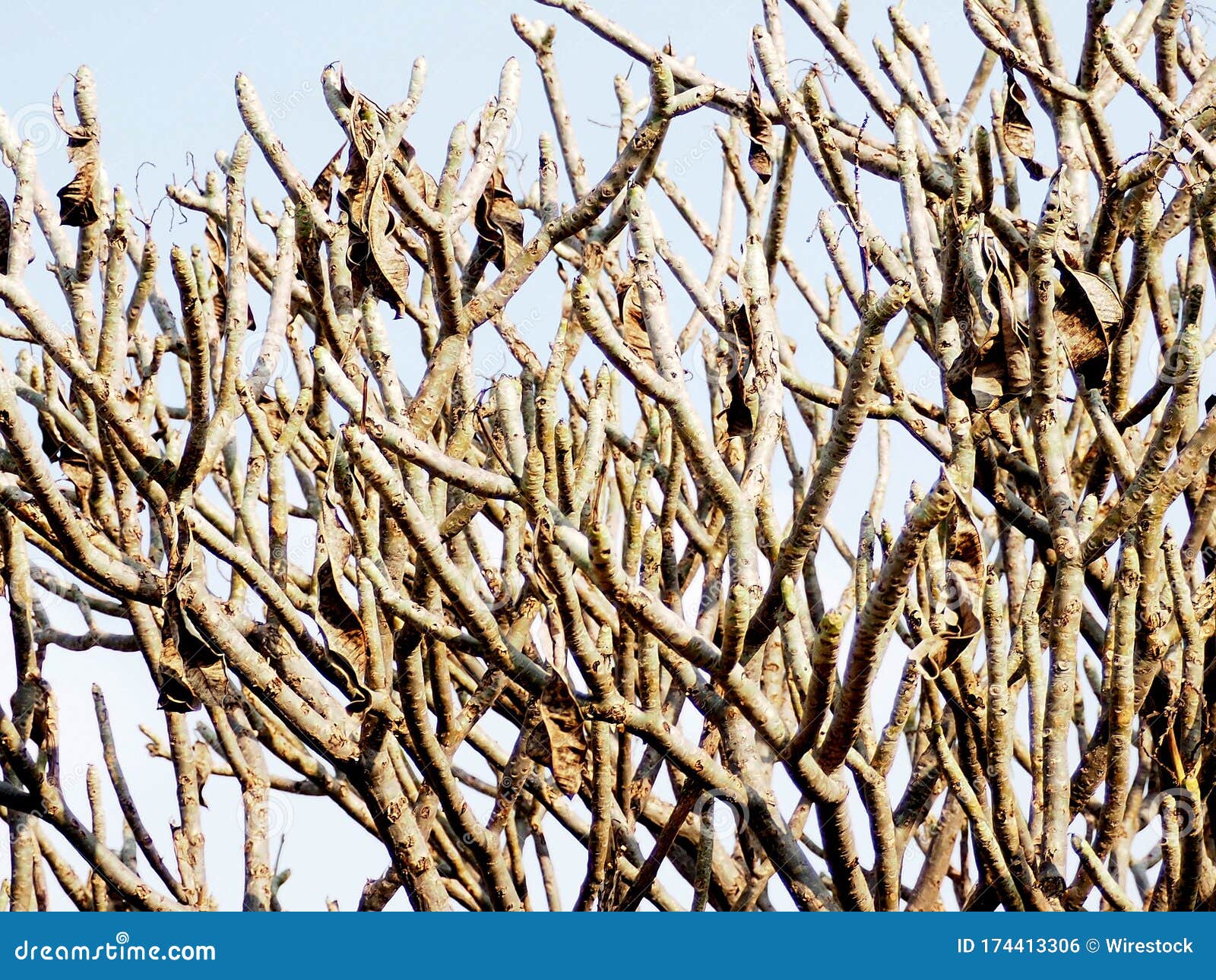 Closeup Shot of the Bare Branches of a Dense Tree Stock Photo - Image ...