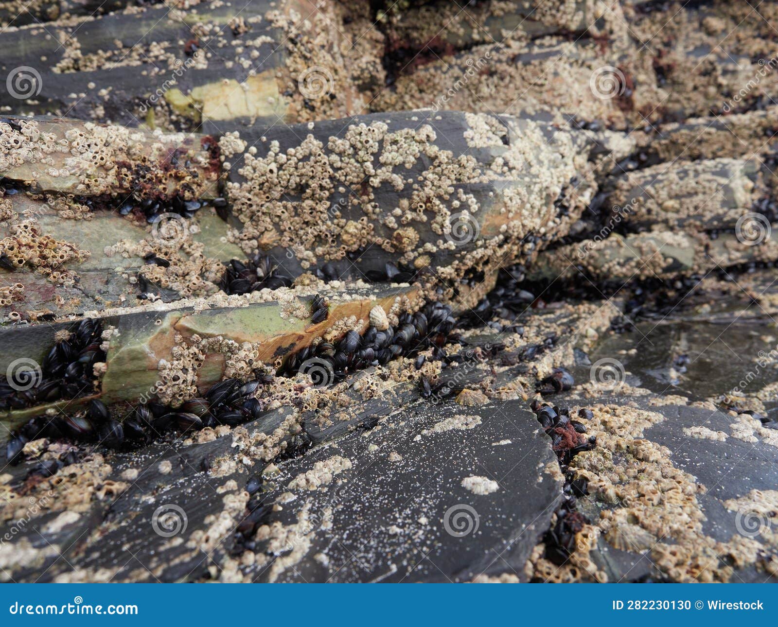 Closeup Shot of Barnacles Growing on Wet Sea Rocks Stock Photo - Image ...