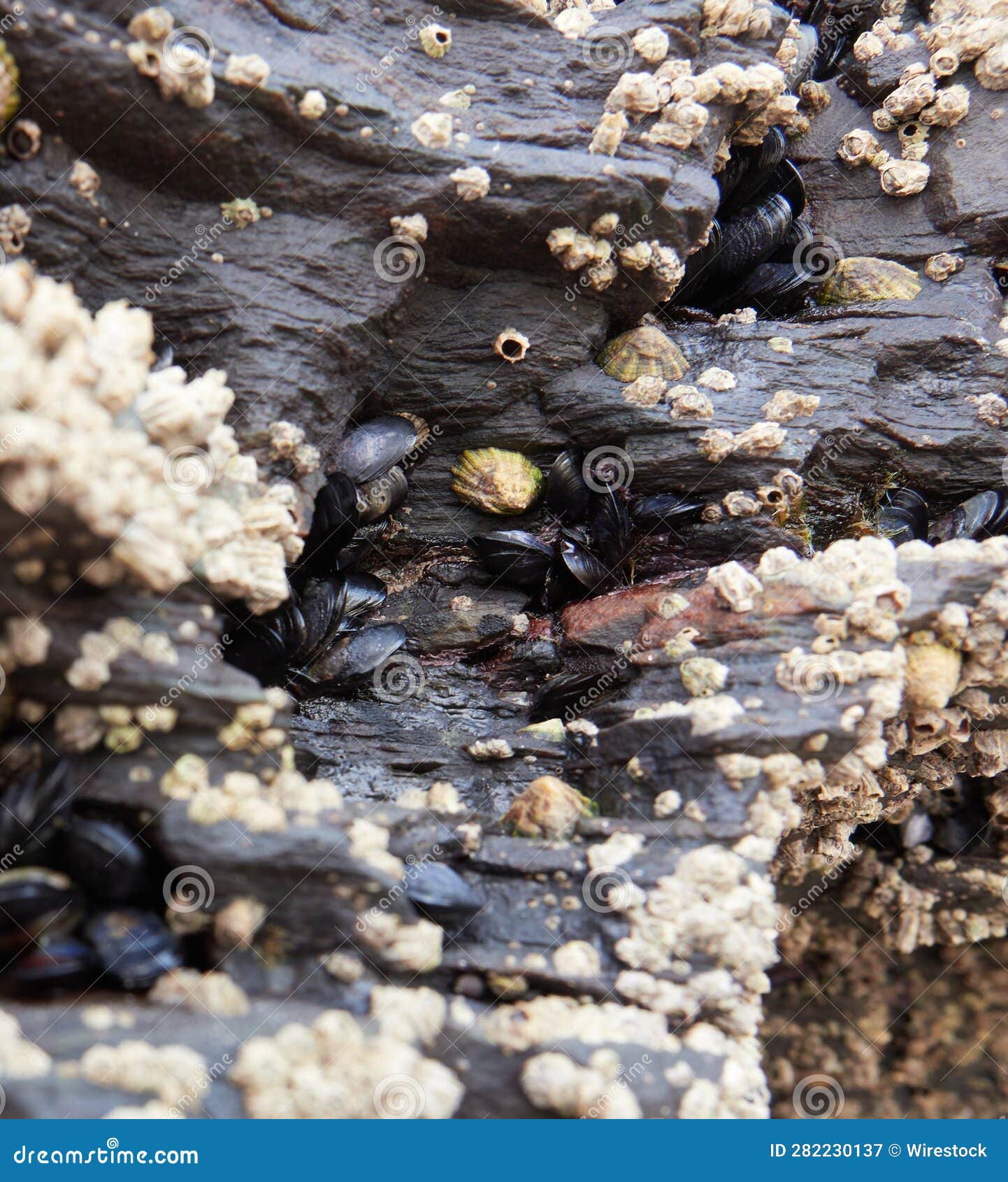 Closeup Shot of Barnacles Growing on Wet Sea Rocks Stock Image - Image ...