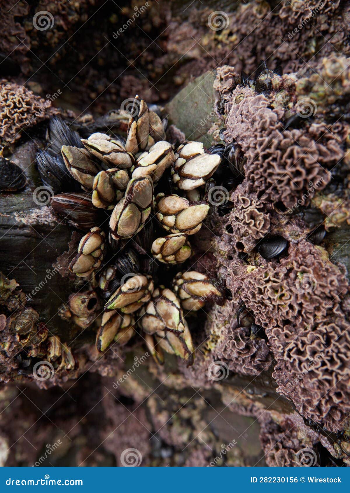 Closeup Shot of Barnacles Growing on Wet Sea Rocks Stock Photo - Image ...