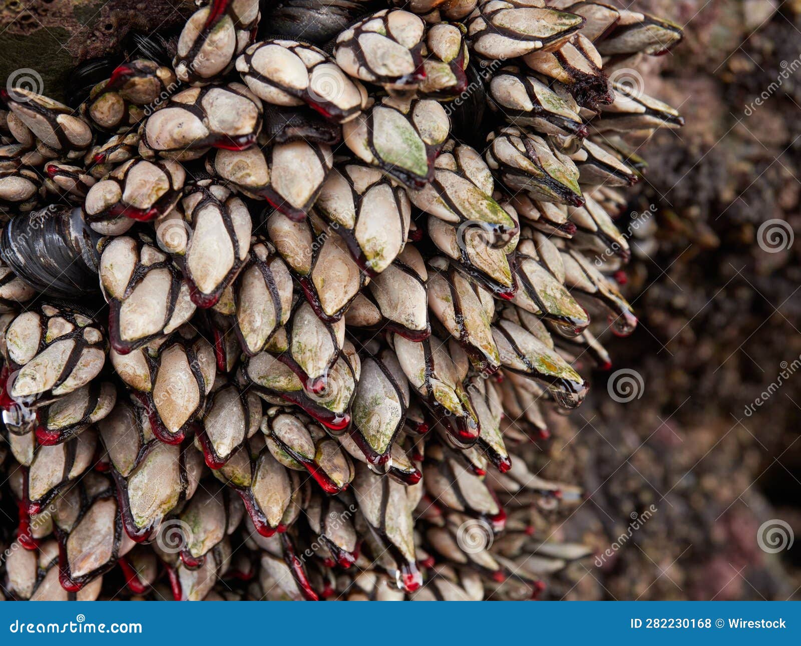 Closeup Shot of Barnacles Growing on Wet Sea Rocks Stock Photo - Image ...