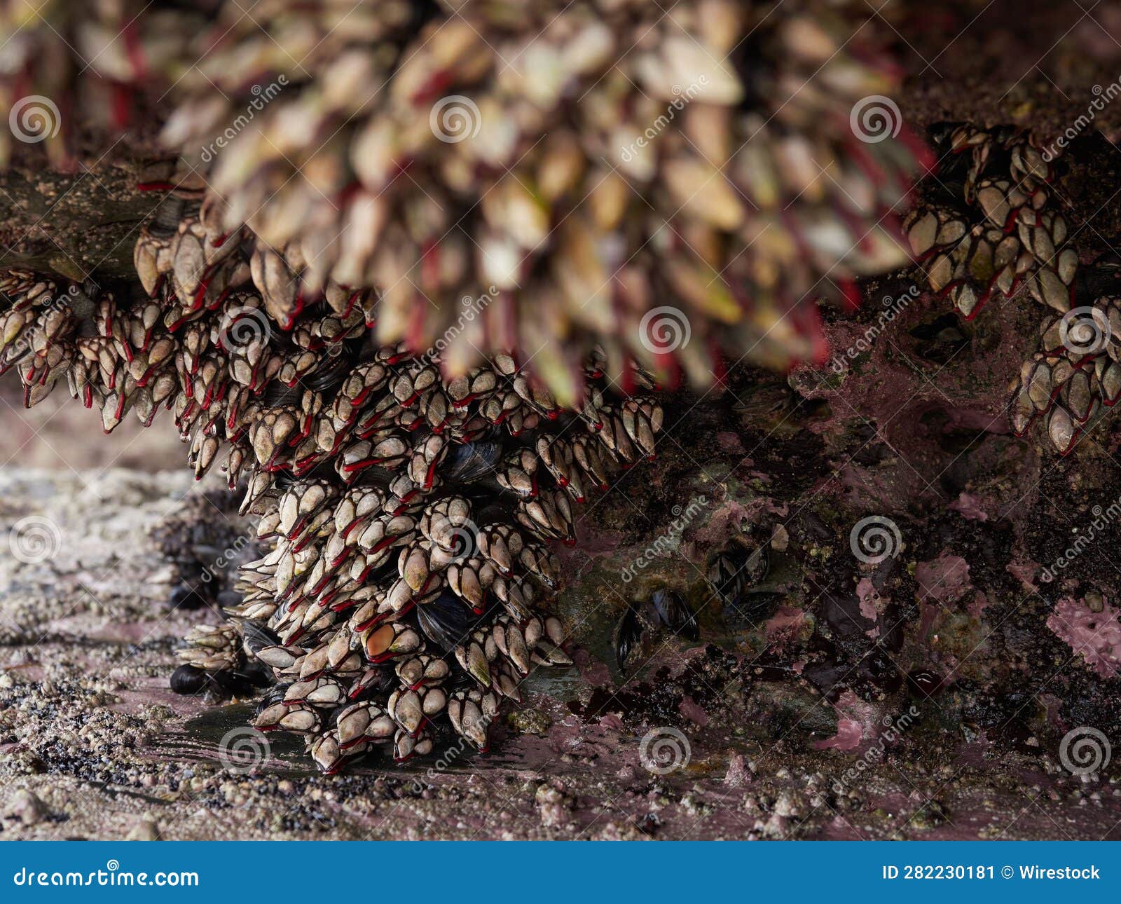 Closeup Shot of Barnacles Growing on Wet Sea Rocks Stock Image - Image ...