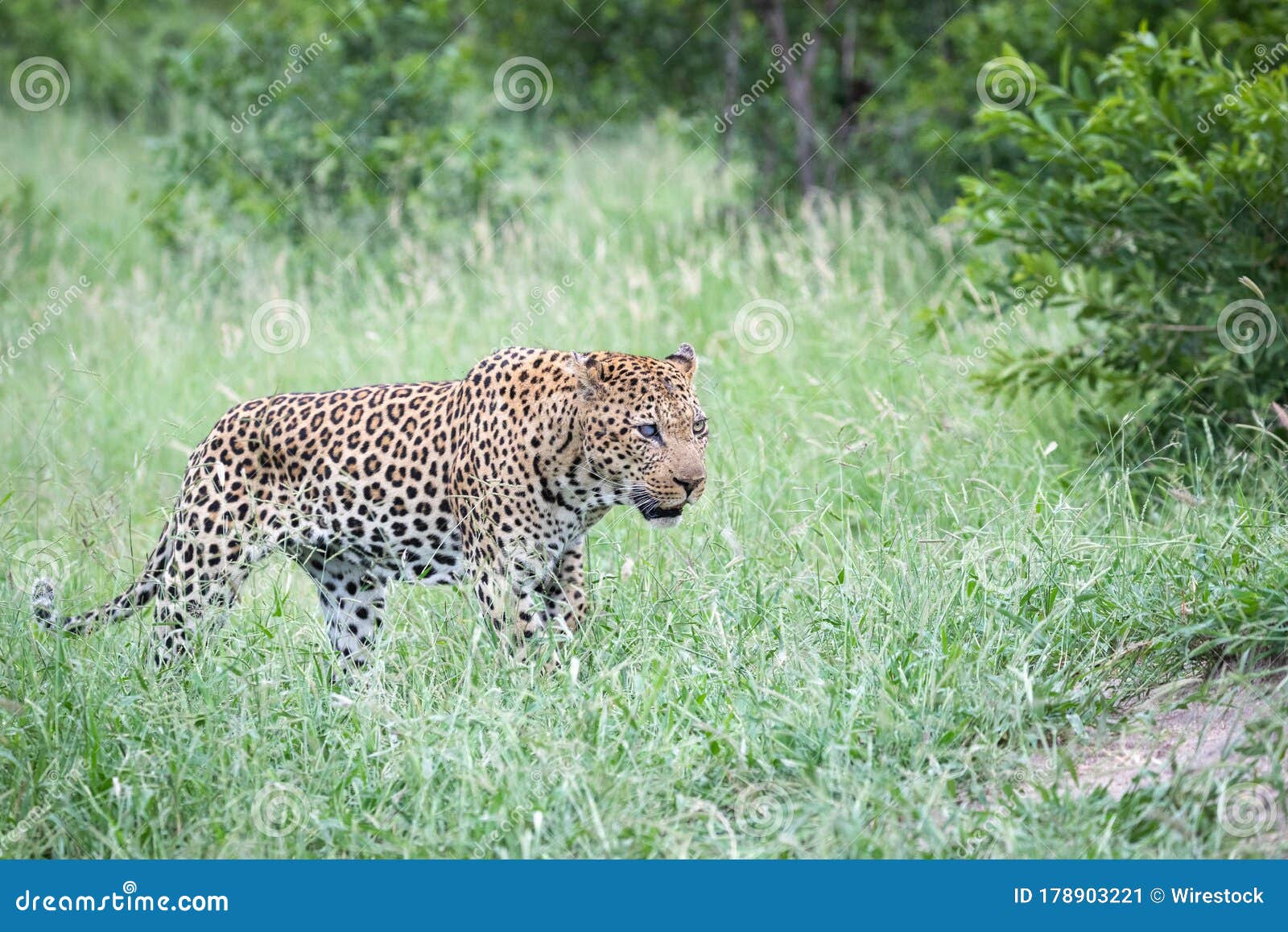 Closeup Shot of a Beautiful African Leopard Standing on the Green Grass ...