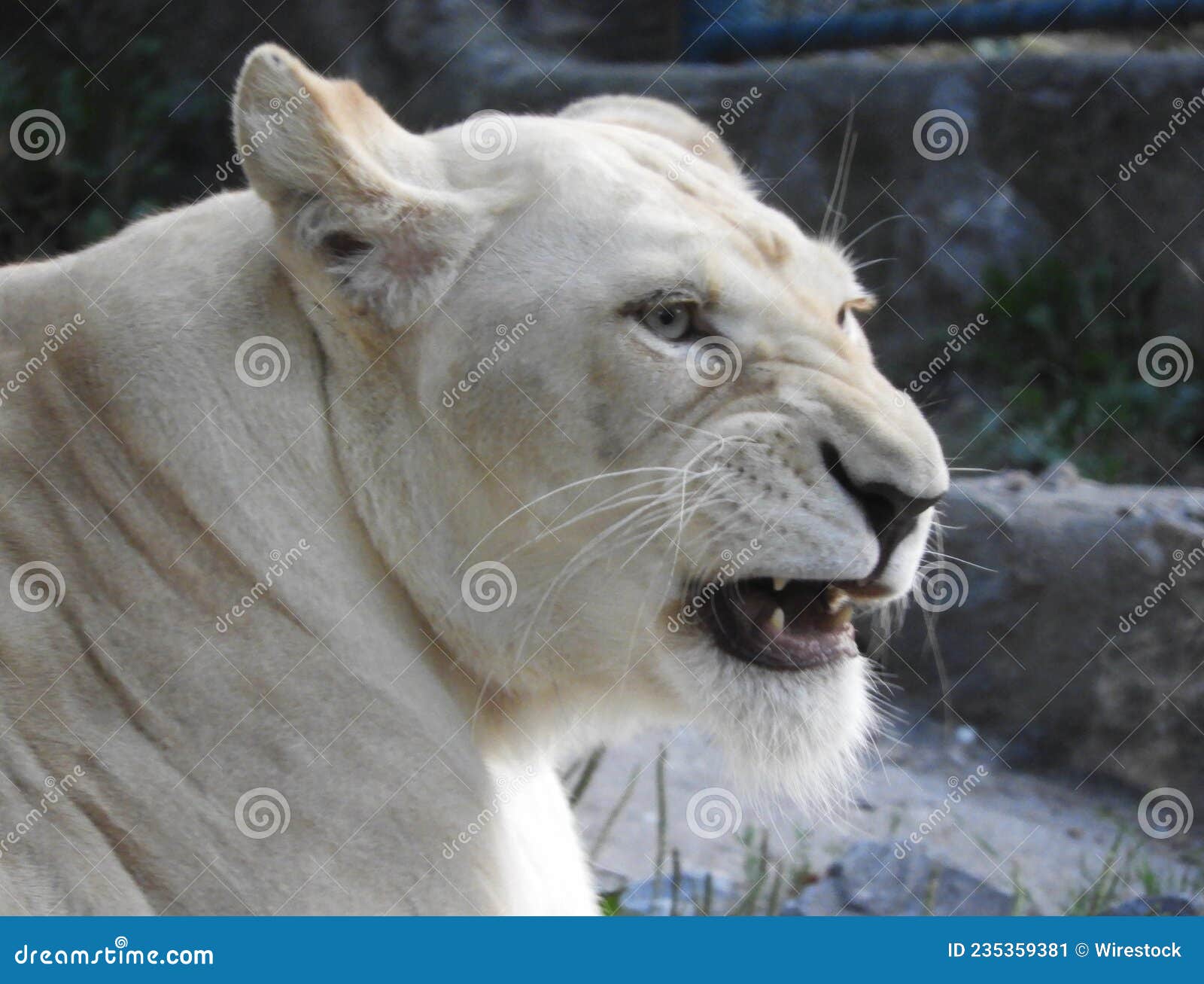 Closeup Shot of a Beautiful Angry White Lion Stock Image - Image of ...