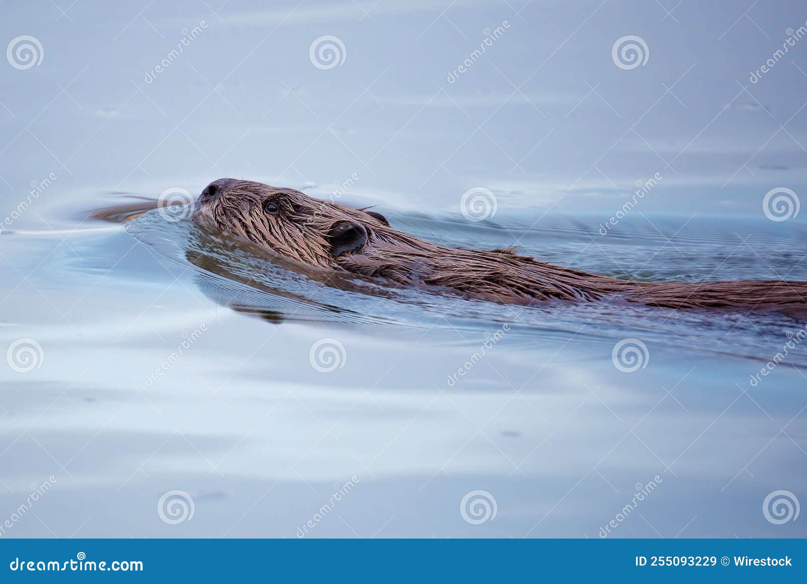 Closeup Shot of a Beautiful Beaver Swimming in the River Stock Image ...