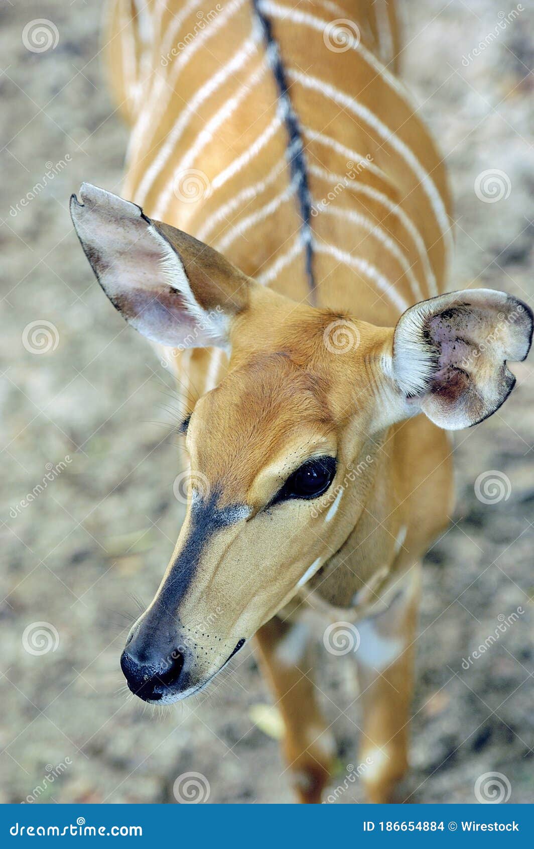 217 Beautiful Bongo Stock Photos - Free & Royalty-Free Stock Photos ...