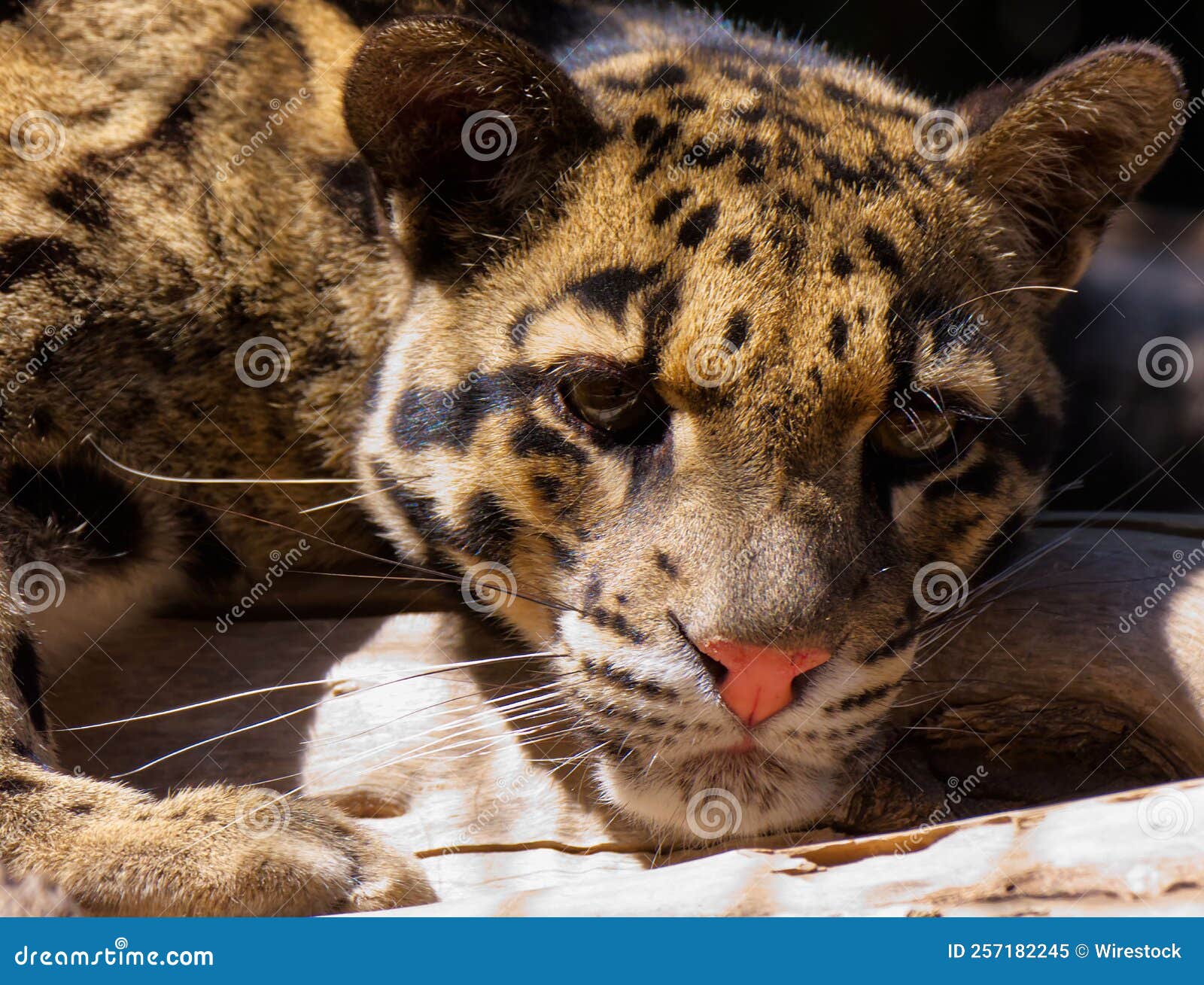 Closeup Shot of a Beautiful Clouded Leopard Staring at the Camera while ...
