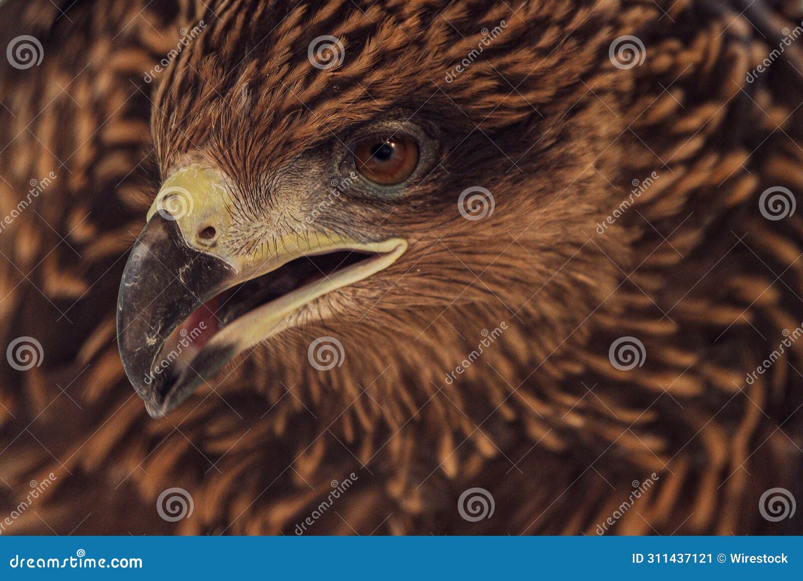 Closeup Shot of a Beautiful Golden Eagle Face Stock Image - Image of ...