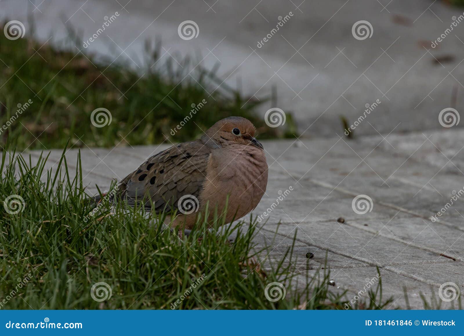 Closeup Shot of a Beautiful Mourning Dove Resting on a Concrete Surface ...