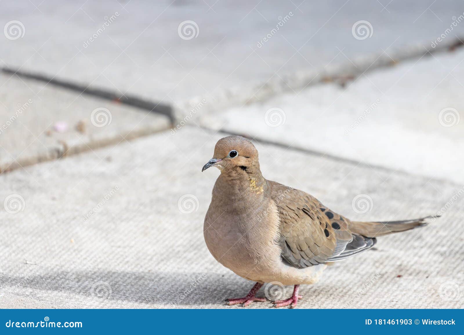 Closeup Shot of a Beautiful Mourning Dove Resting on a Concrete Surface ...