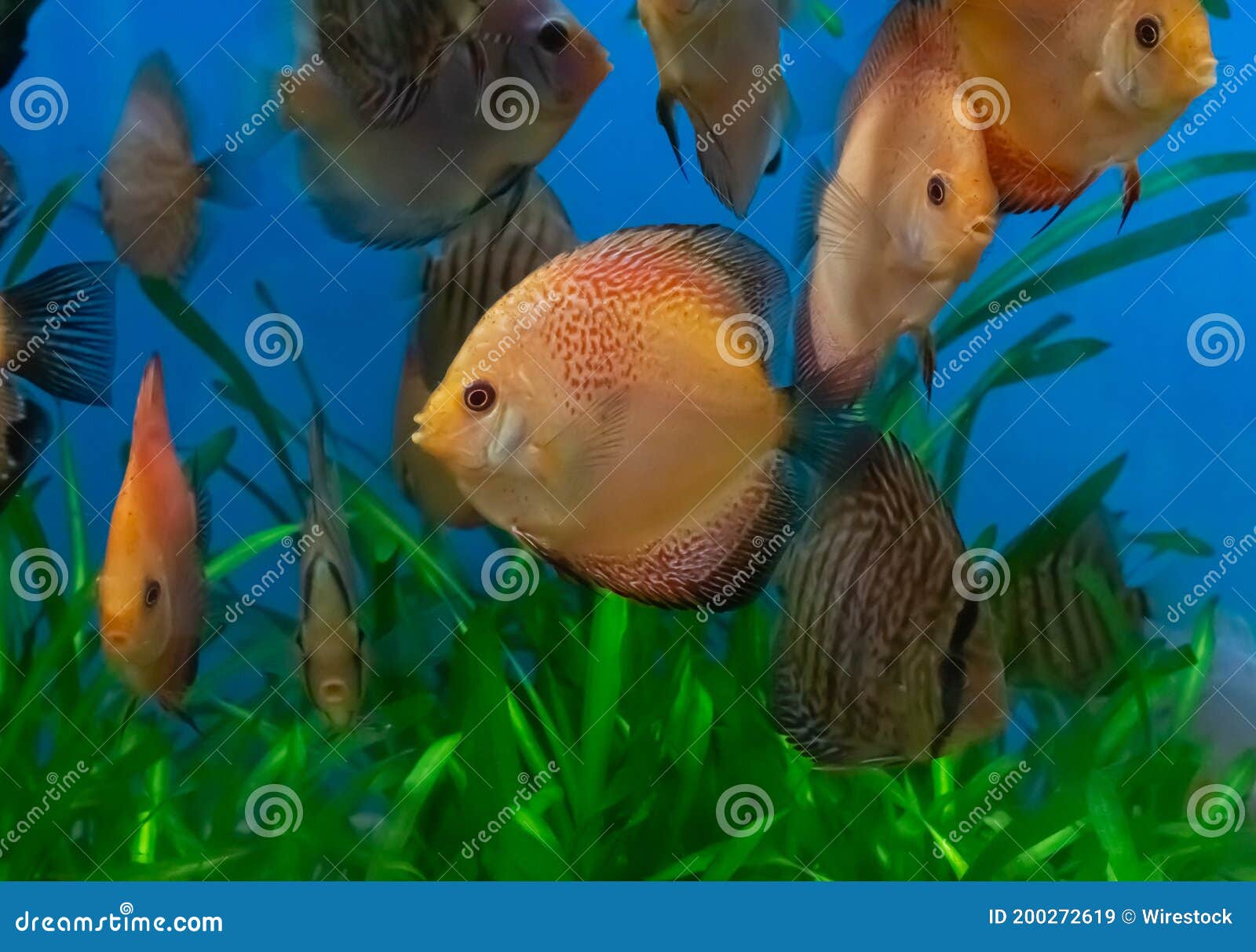 Closeup Shot of Beautiful Orange Discus Fish Stock Image - Image of ...