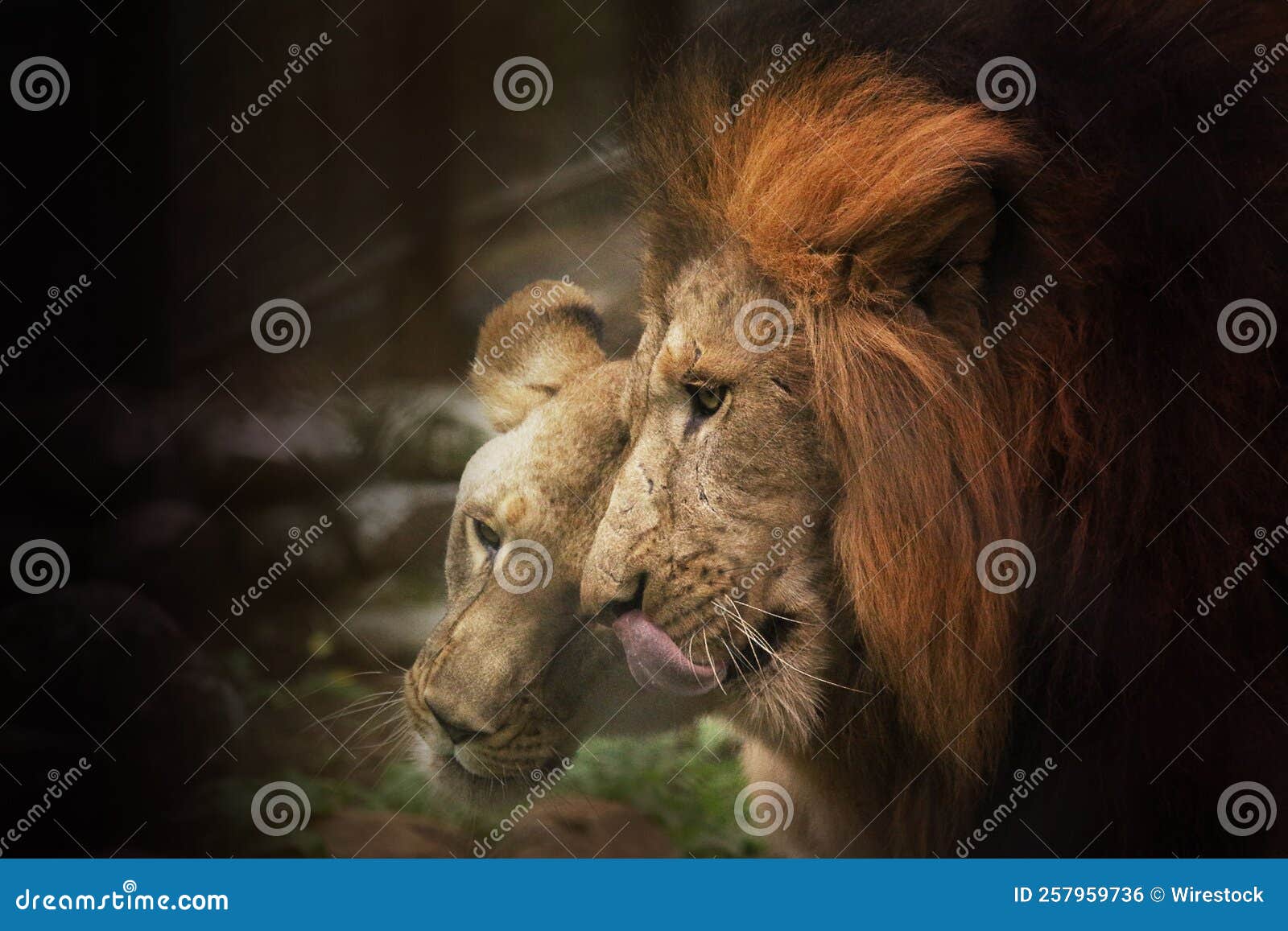 Pair Of Lions Females Laying On The Ground In Front Of Fence. Natural ...