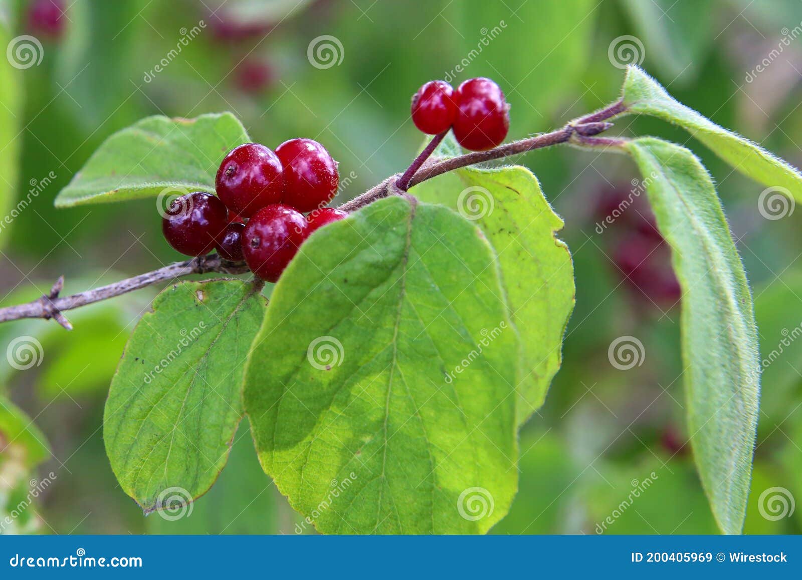 Closeup Shot of Beautiful Poisonous Wolf Berries Stock Image - Image of ...