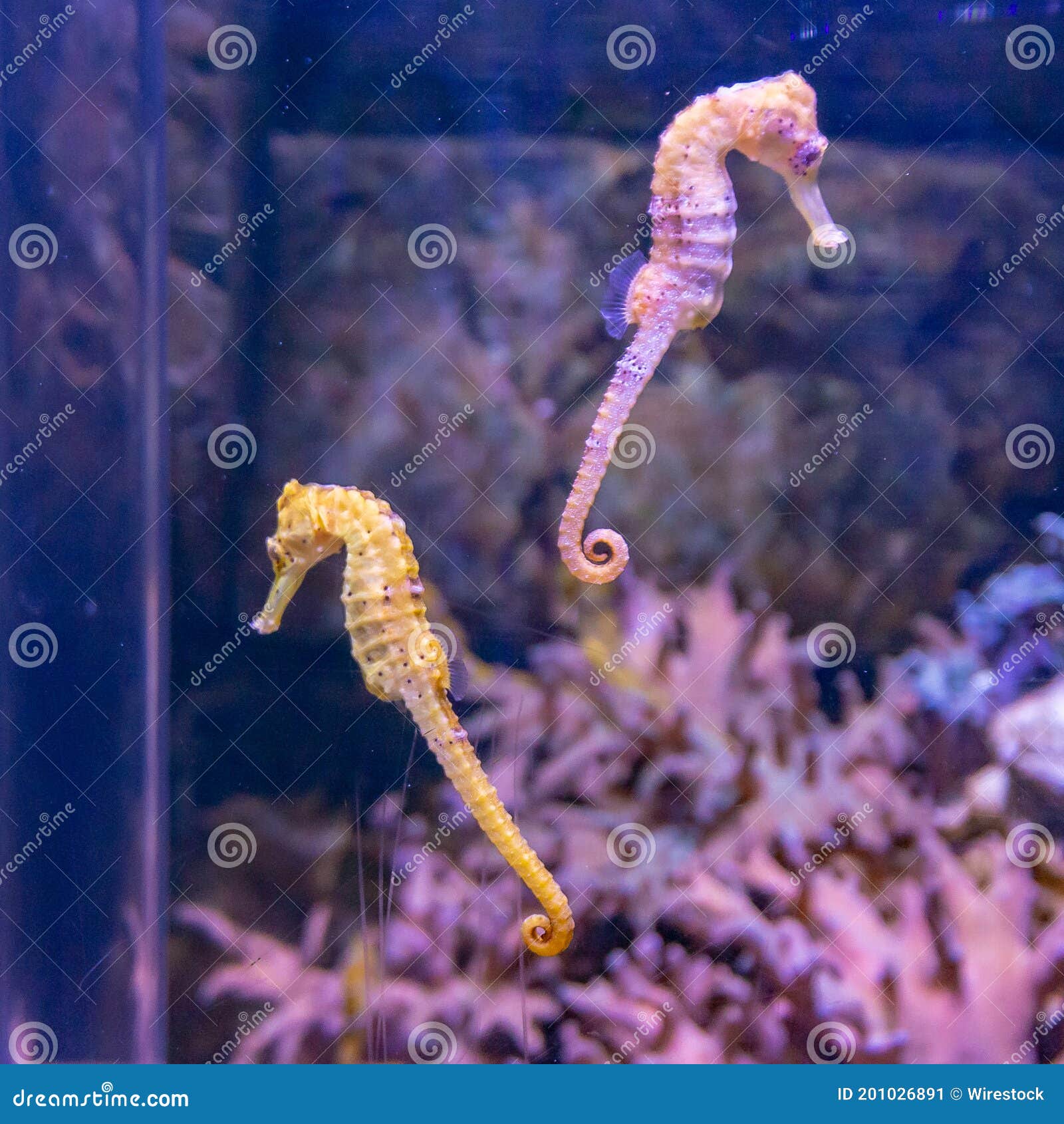 Closeup Shot of Beautiful Seahorse Stock Image - Image of saltwater ...
