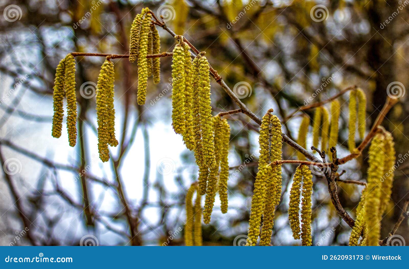 Closeup Shot of Beautiful Smooth Alder Plants in a Forest Stock Image ...