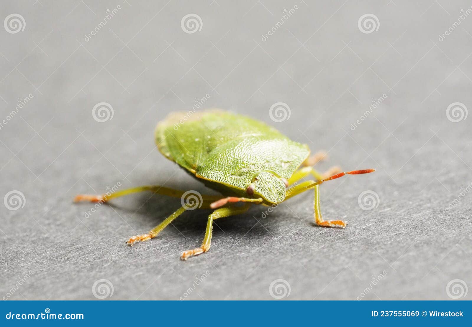 Closeup Shot of a Beautiful Stink Bug- Palomena Prasina Stock Image ...