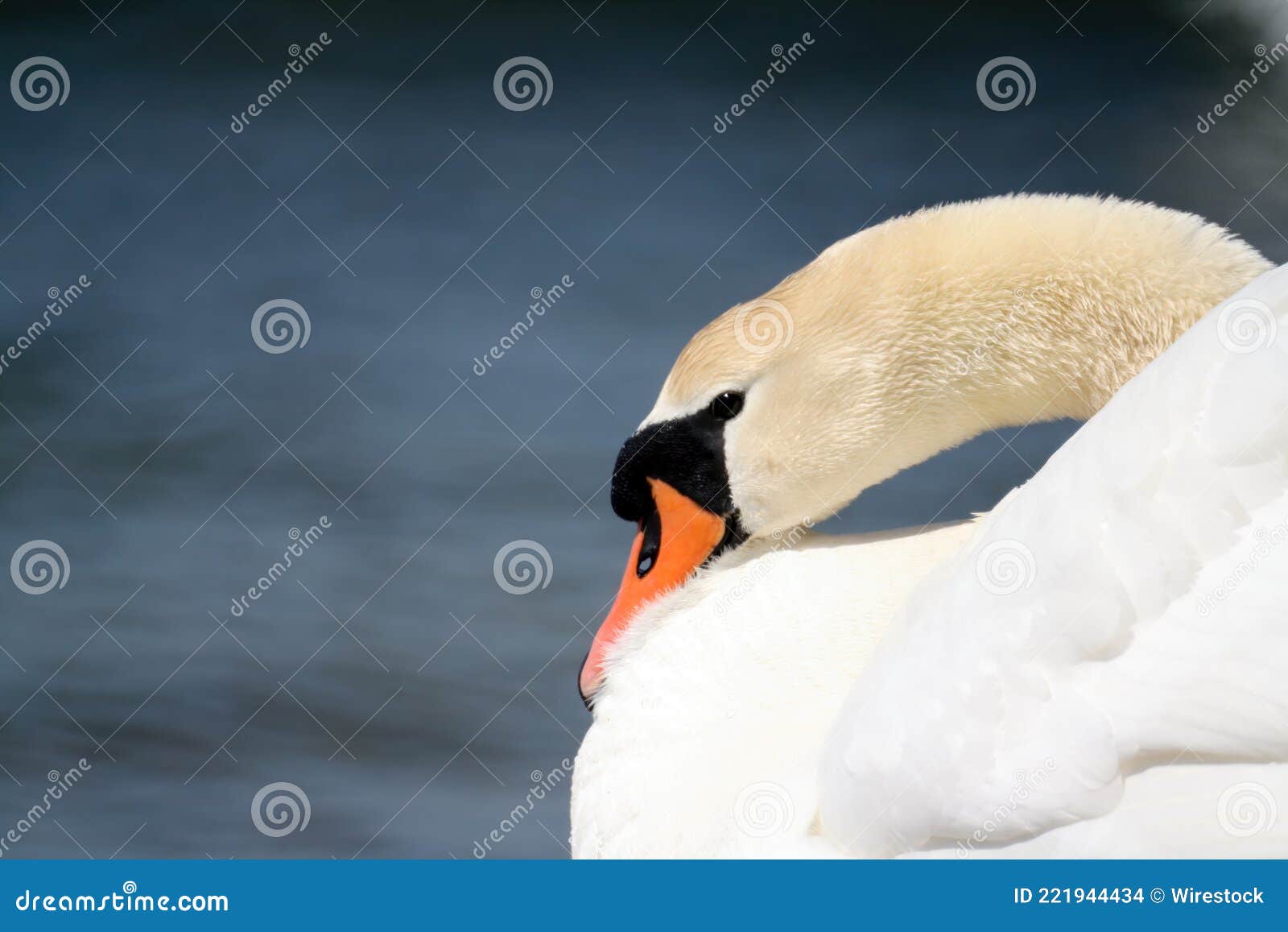 Closeup Shot of a Beautiful Swan Face Stock Photo - Image of feathers ...