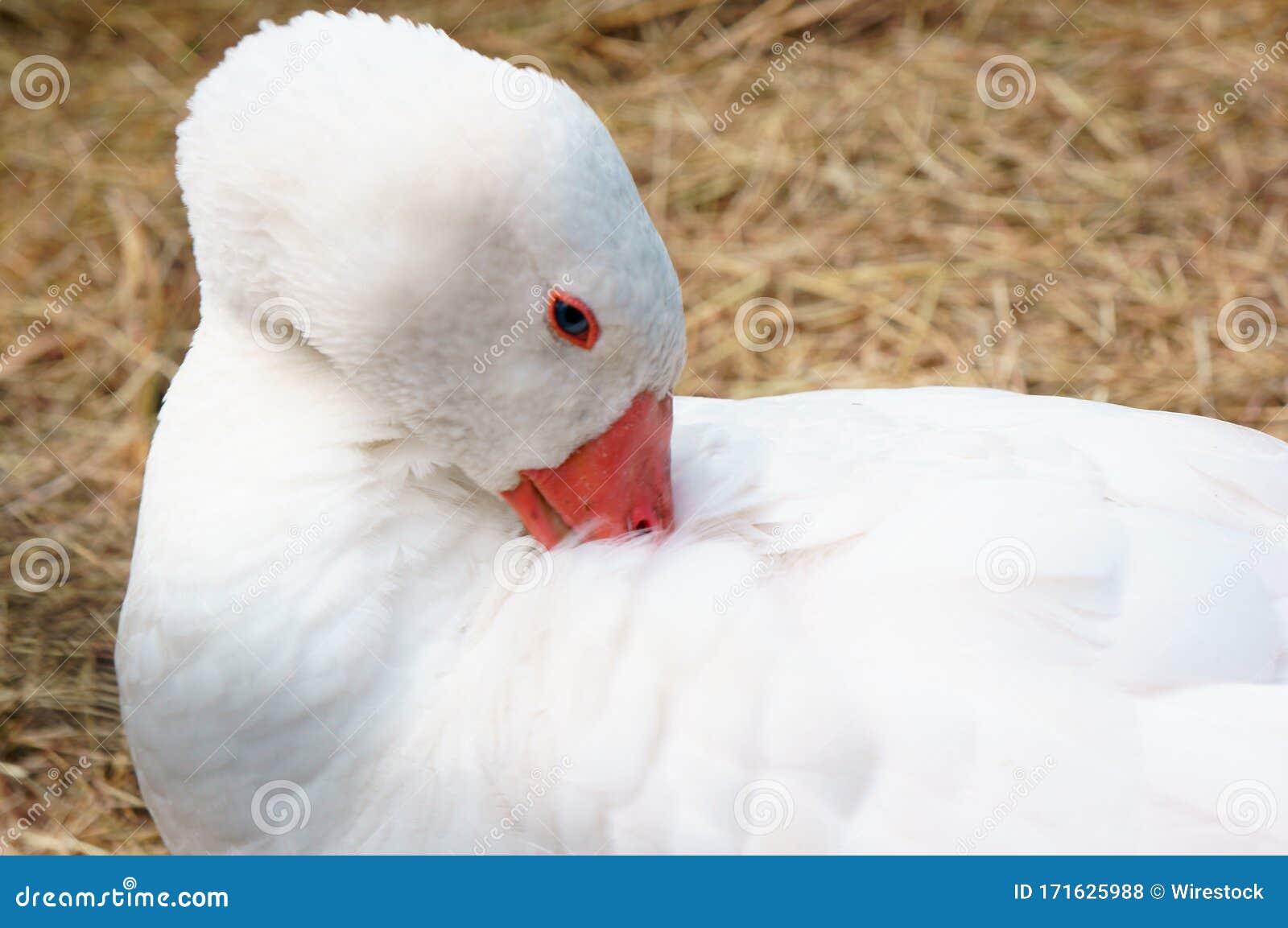 Closeup Shot of a Beautiful White Duck Stock Photo - Image of animal ...