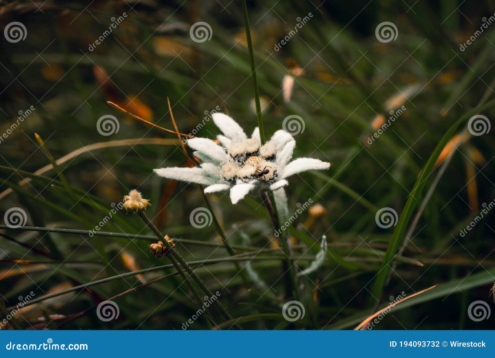 Closeup Shot of a Beautiful White Edelweiss Flower Stock Photo - Image ...