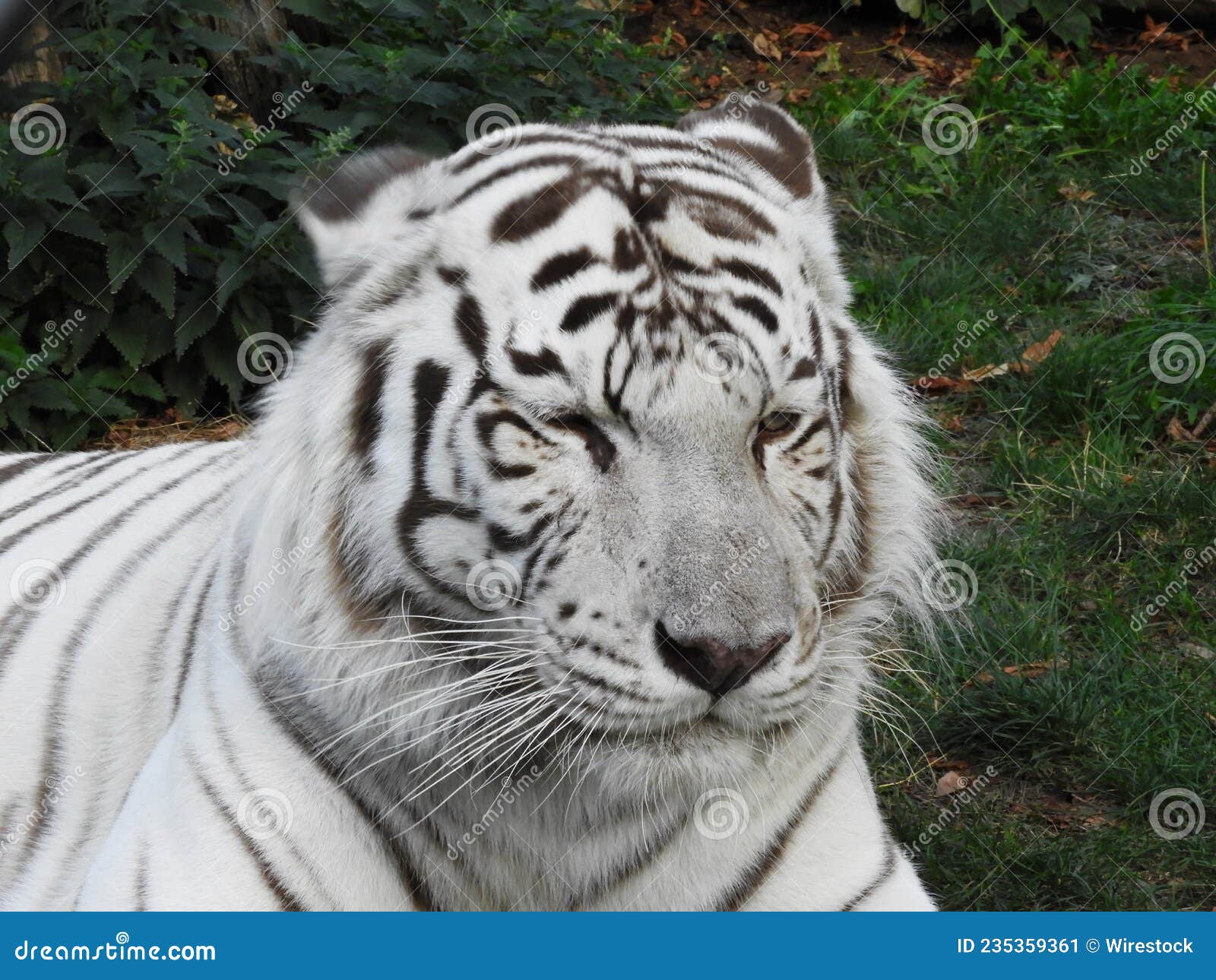 Closeup Shot of a Beautiful White Striped Tiger Stock Image - Image of ...
