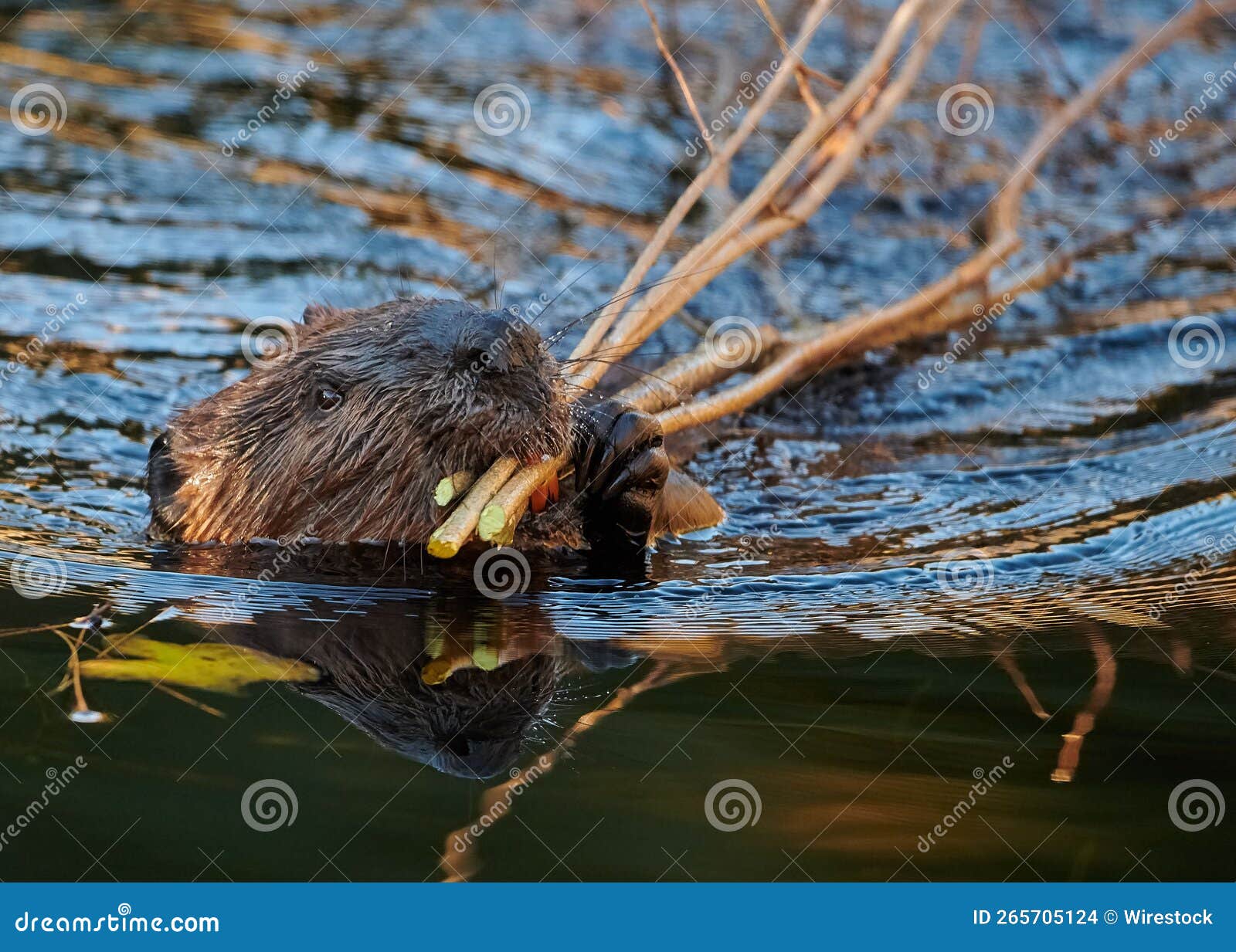 Closeup Shot of a Beaver Carrying the Pieces of Trees Stock Photo ...