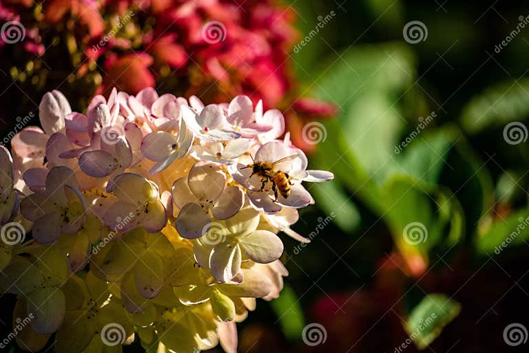 Closeup Shot of a Bee on a Panicled Hydrangea (Hydrangea Paniculata ...