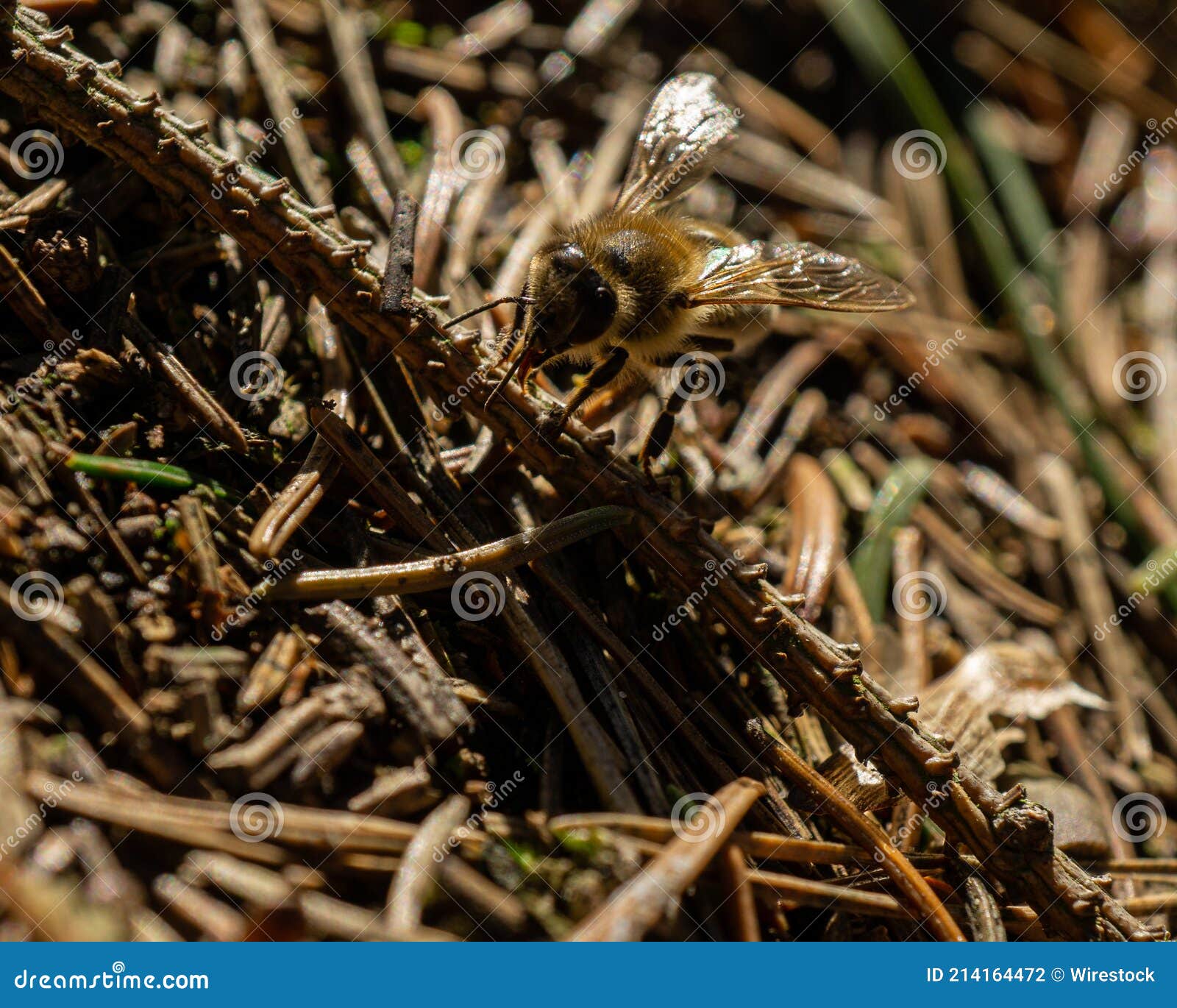 Closeup Shot of a Bee on a Stick on the Ground Stock Photo - Image of ...