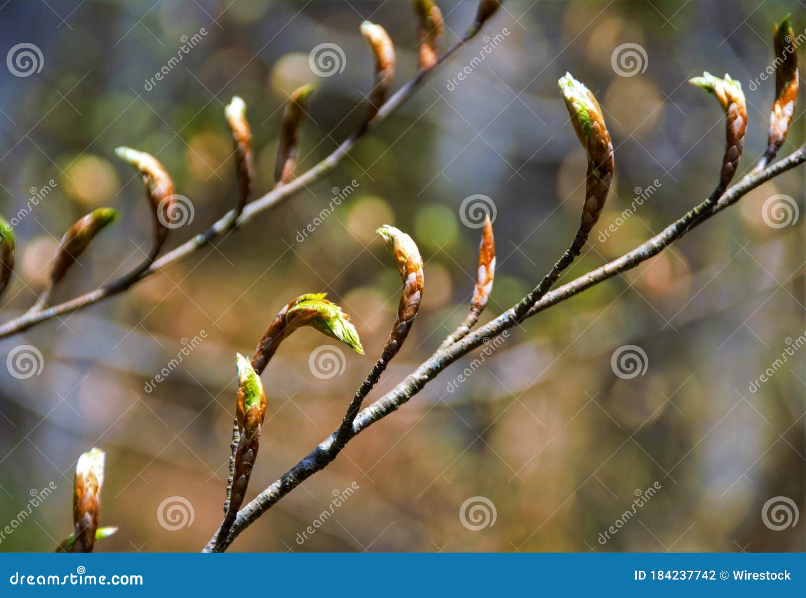 Buds On Tree Stock Photo | CartoonDealer.com #42697506