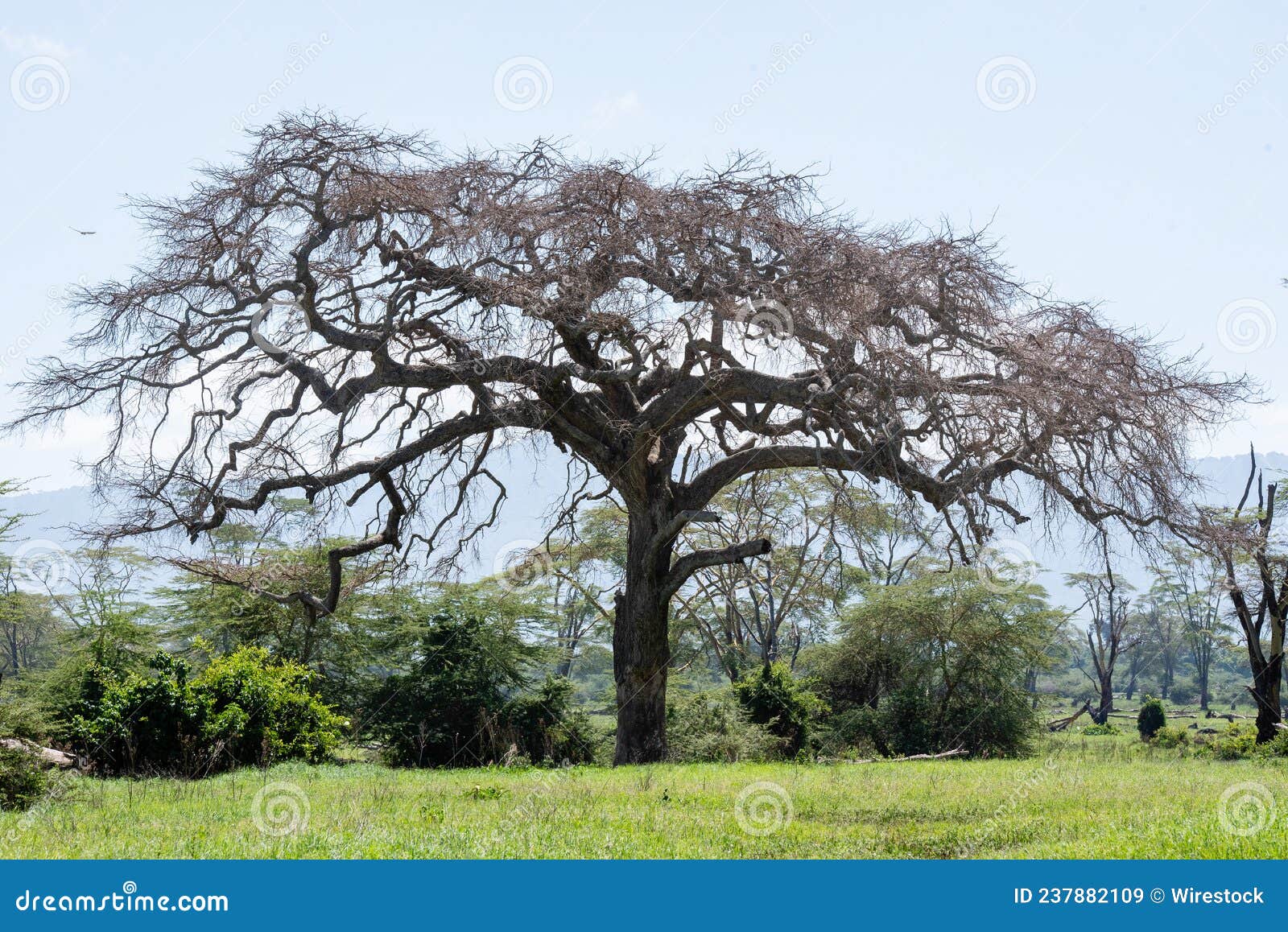 Closeup Shot of a Big Bare Tree Stock Image - Image of bare, season ...