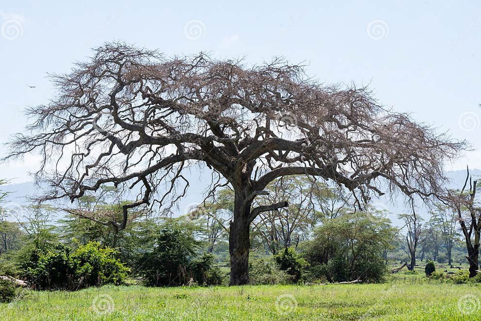 Closeup Shot of a Big Bare Tree Stock Image - Image of bare, season ...