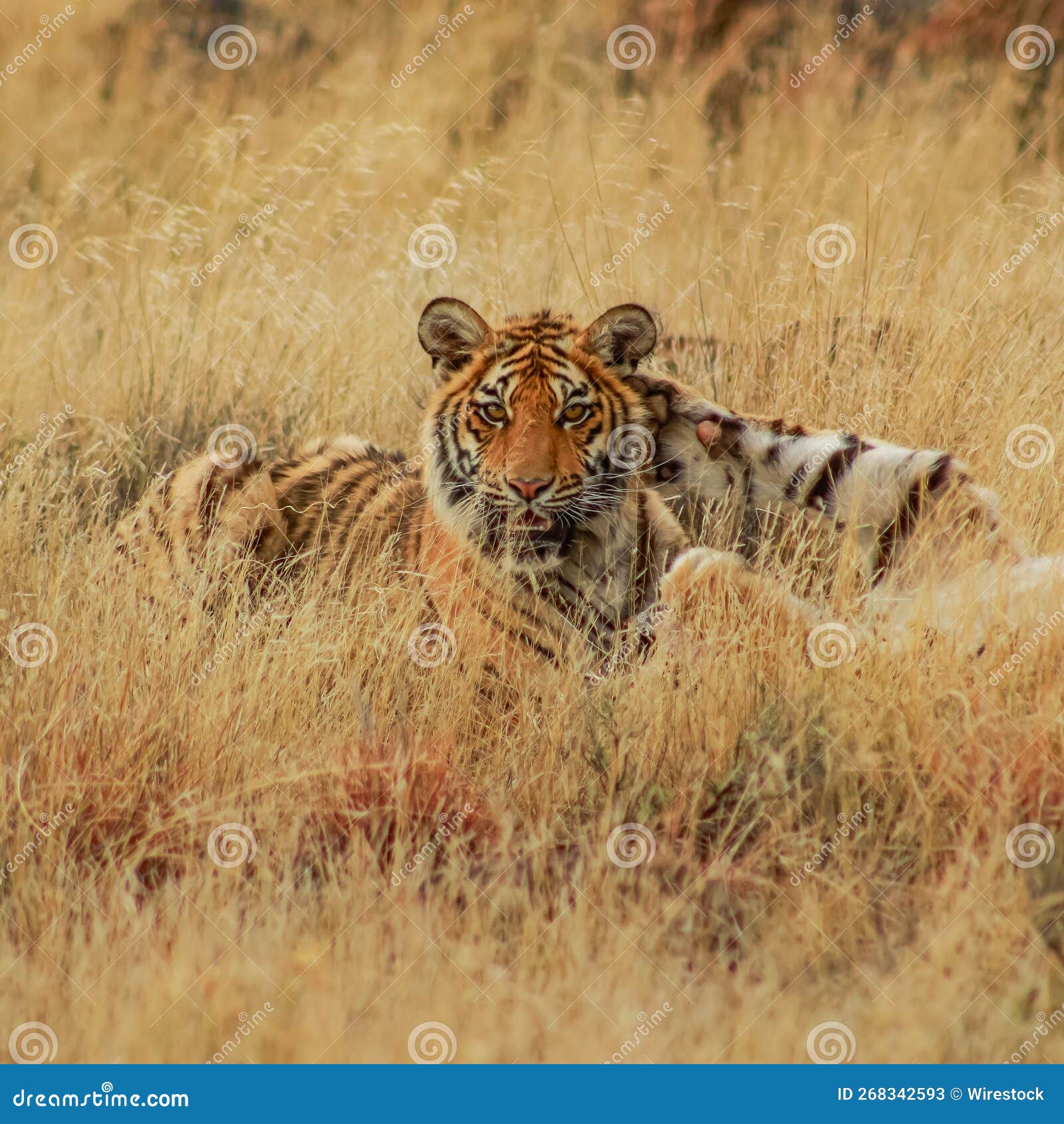 Closeup Shot of a Big Tiger Looking at the Camera Stock Image - Image ...