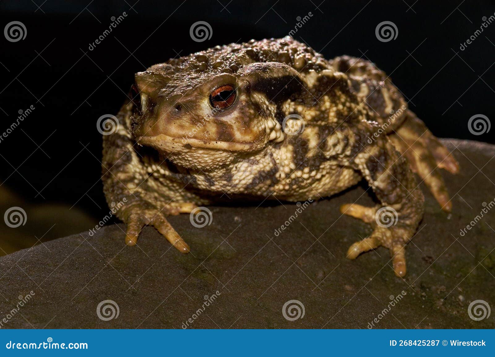 Closeup Shot of a Big Toad on the Stone Stock Image - Image of stone ...