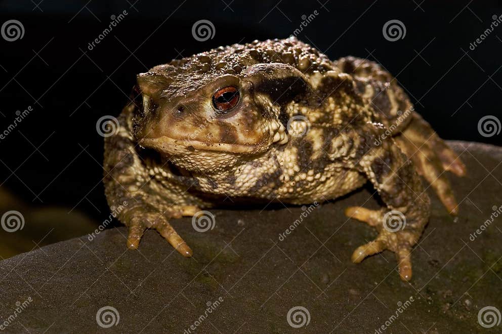 Closeup Shot of a Big Toad on the Stone Stock Image - Image of stone ...