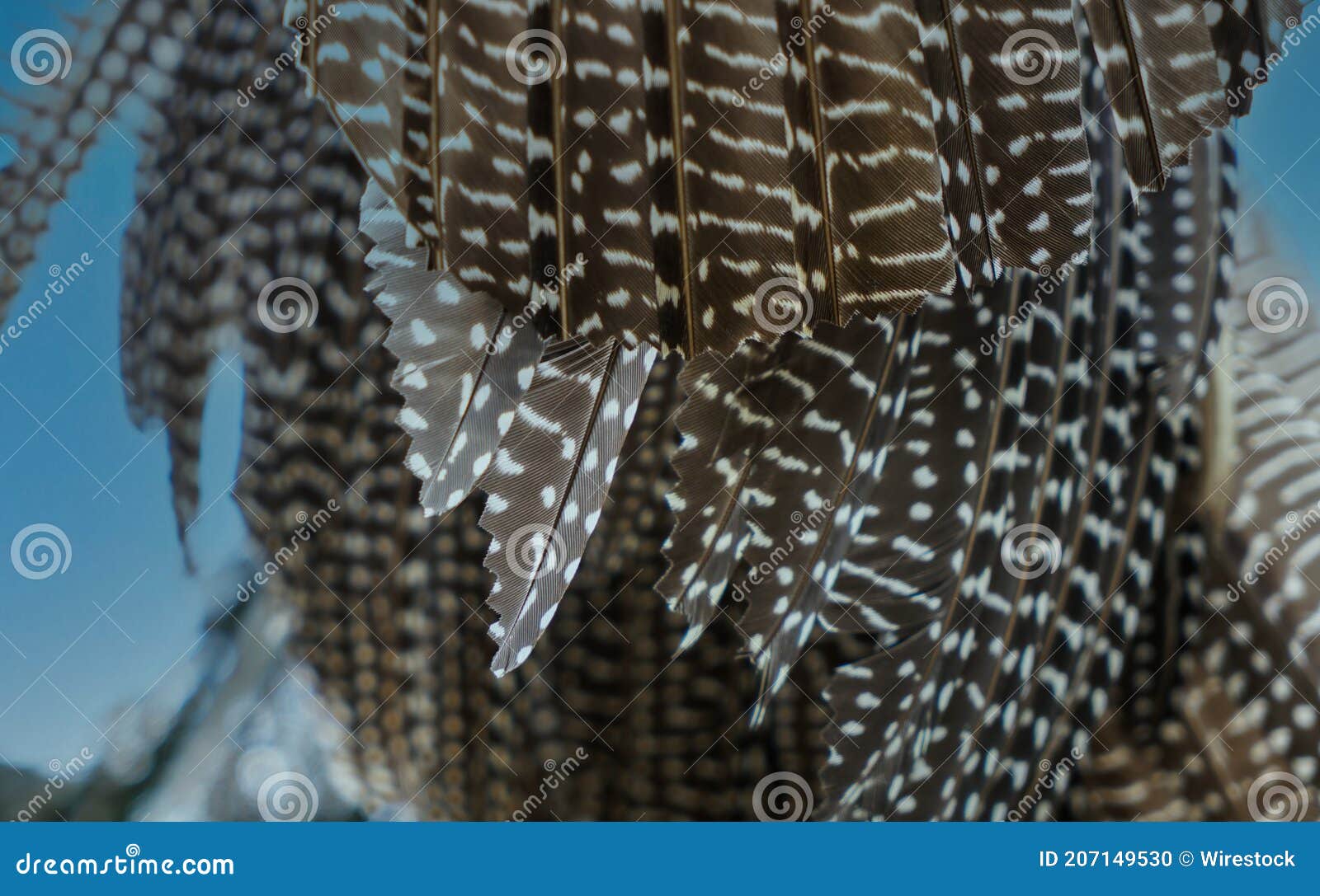 Closeup shot of bird fluff stock photo. Image of nature - 207149530