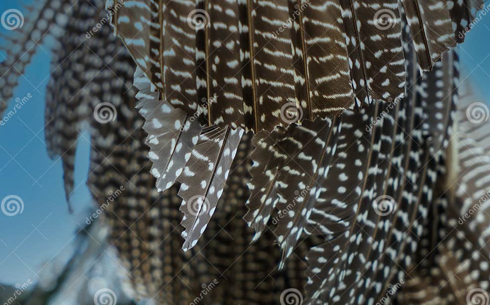 Closeup shot of bird fluff stock photo. Image of nature - 207149530