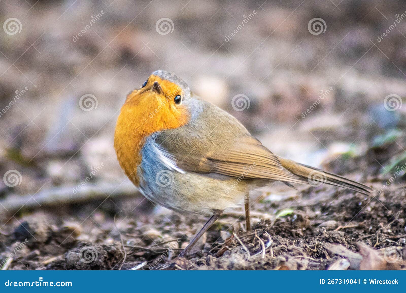 Closeup Shot of a Bird Robin Standing on the Ground and Looking Back ...