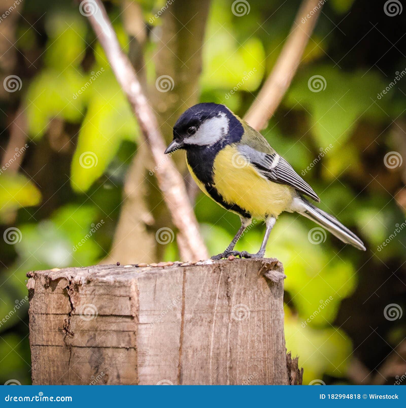 Closeup Shot of a Black Capped Chickadee Sitting on a Tree Stump Stock ...