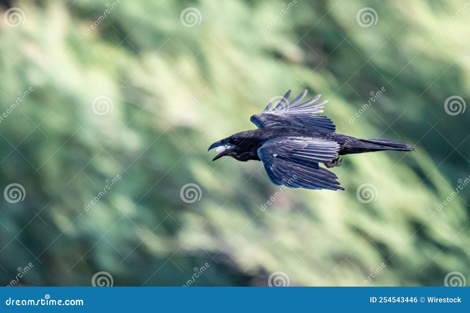 Closeup Shot of a Black Crow Carrying Eggs in Its Mouth Stock Photo ...