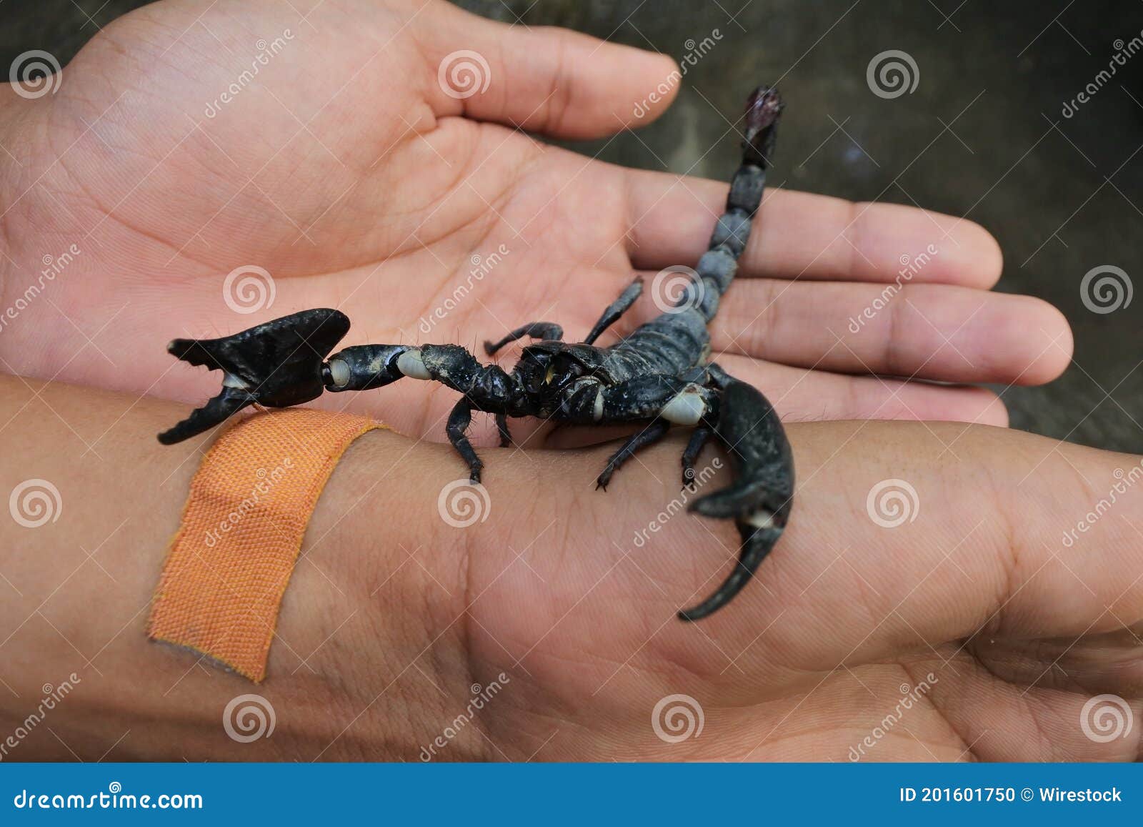 Closeup Shot of a Black Forest Scorpion on a Hand Stock Photo - Image ...