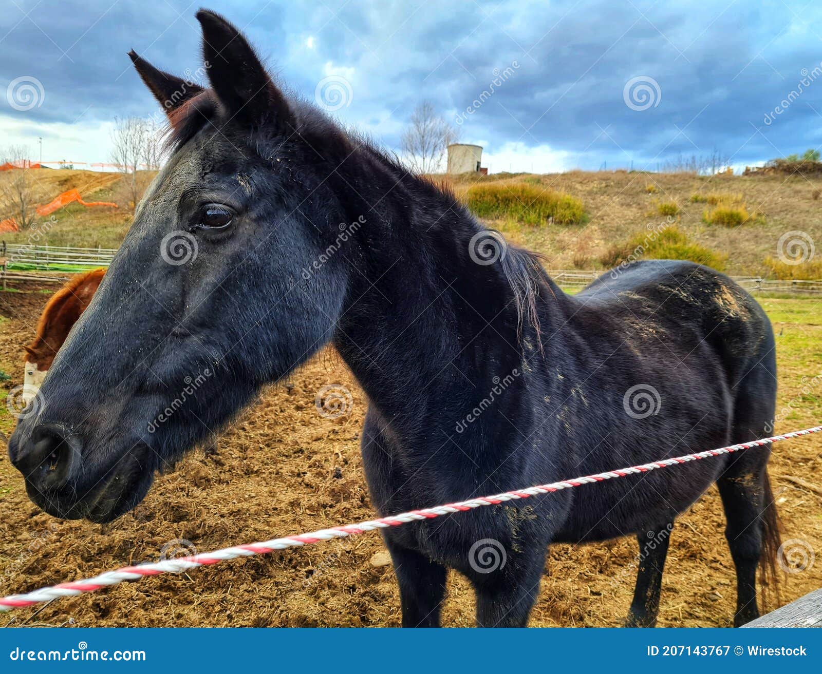 Closeup Shot of a Black Horse in the Ranch Under the Bright Sky Stock ...