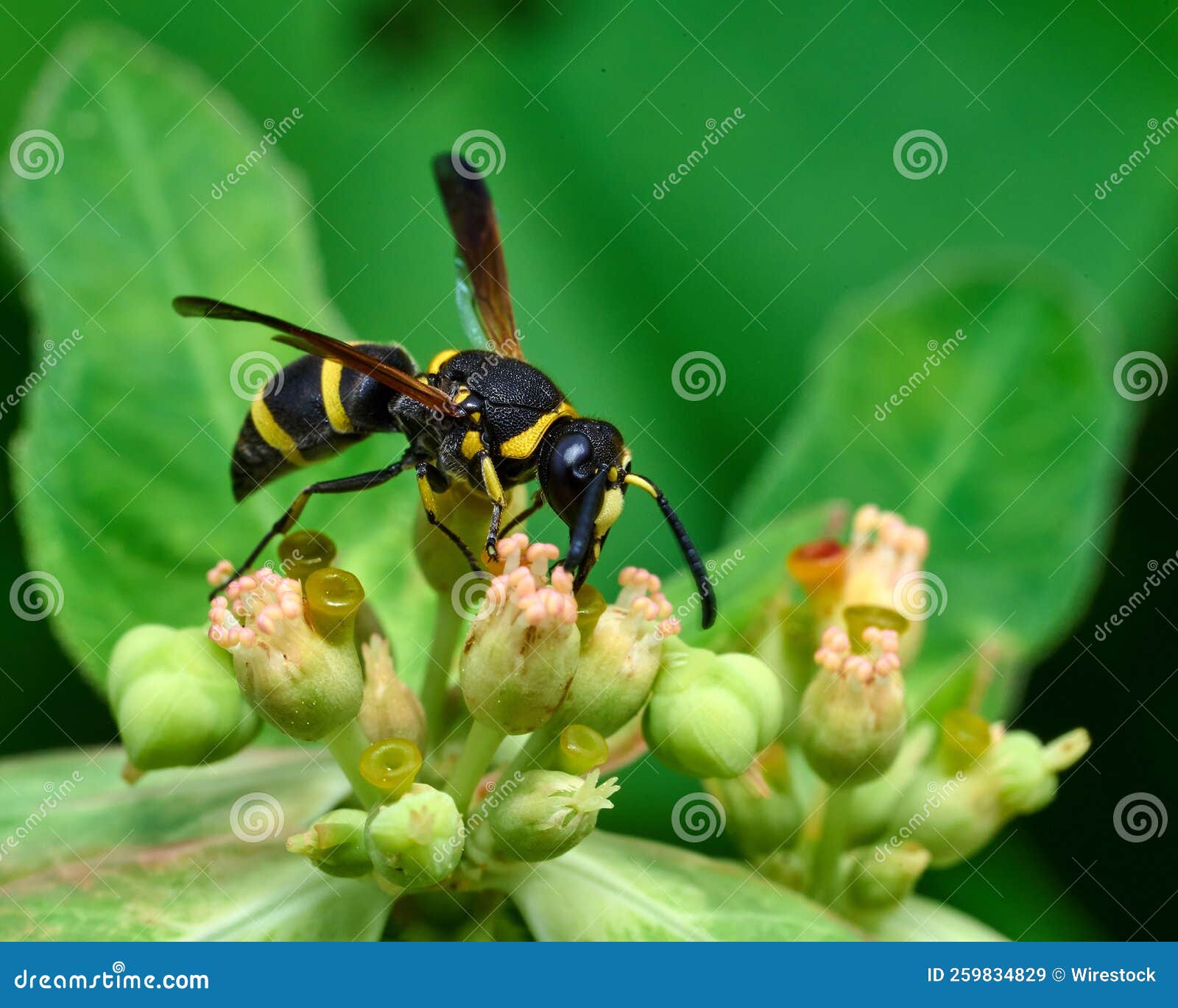 Closeup Shot of a Black Wasp on the White Flower Stock Image - Image of ...
