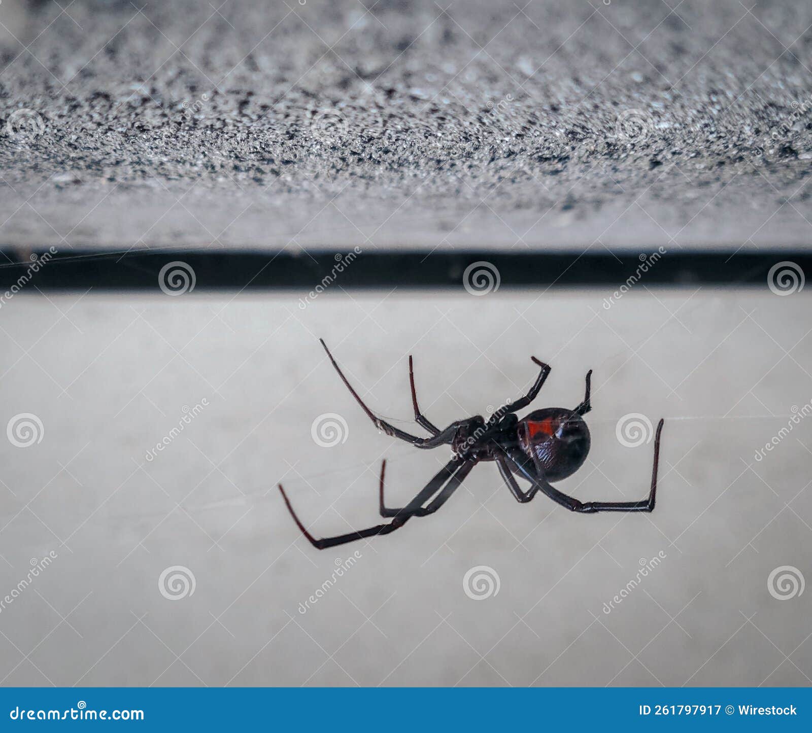 Closeup Shot of a Black Widow Spider Sewing a Cobweb Stock Image ...