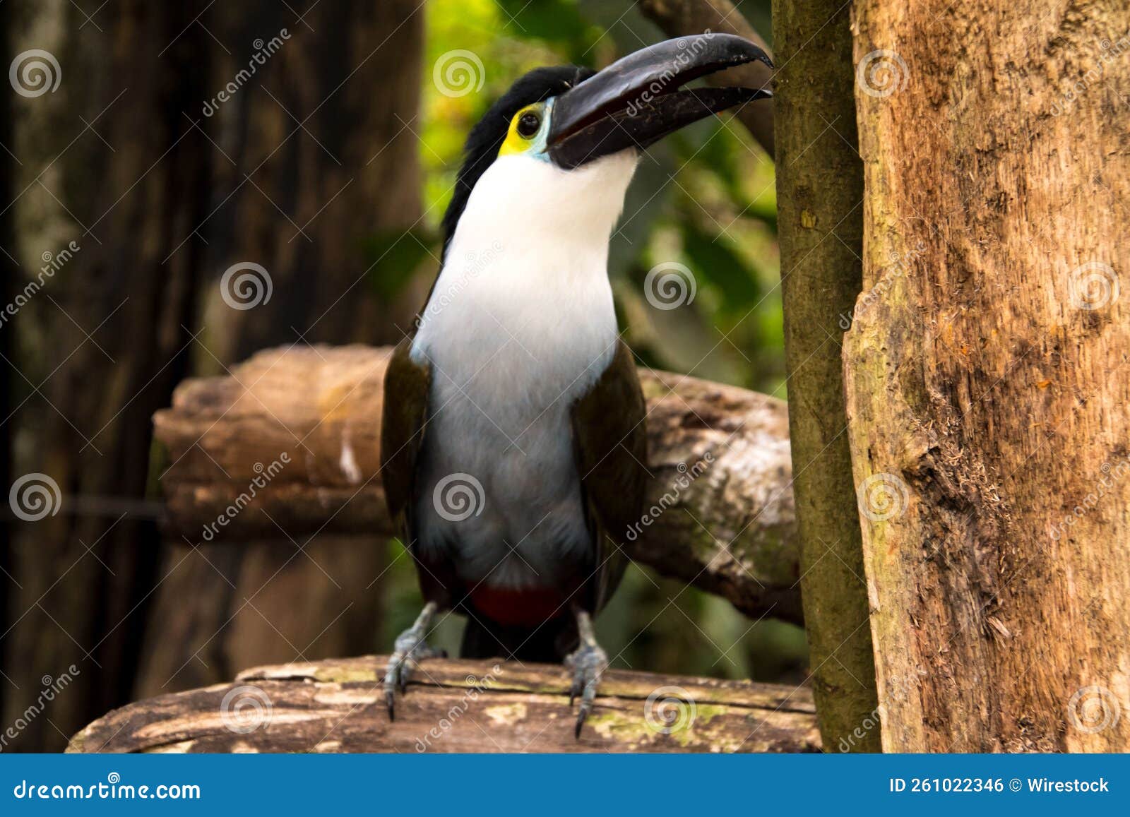 Closeup Shot of a Blue Chest Toucan Stock Photo - Image of wild, body ...