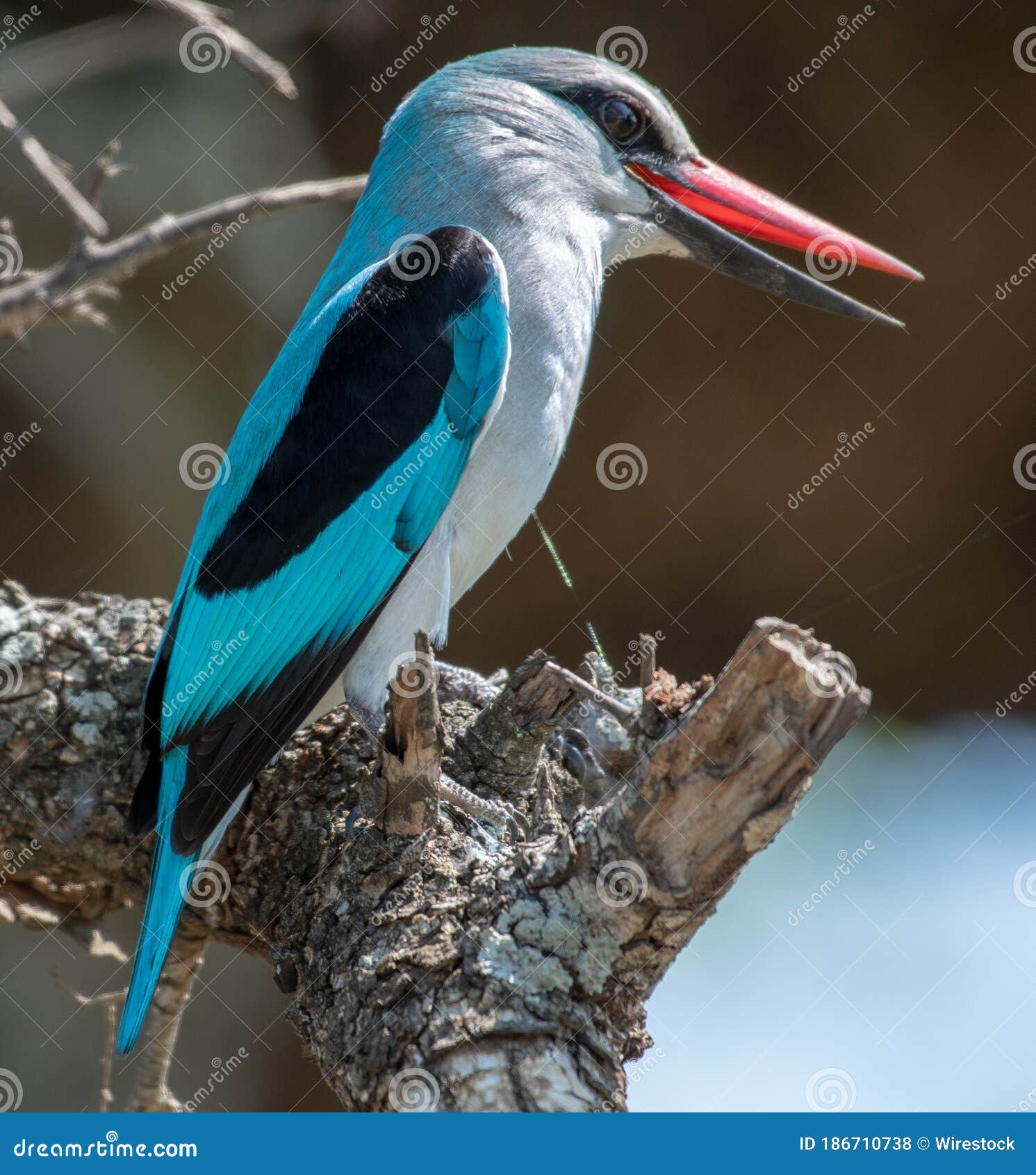 Closeup Shot of a Blue Coraciiformes Sitting on a Tree Branch Stock ...