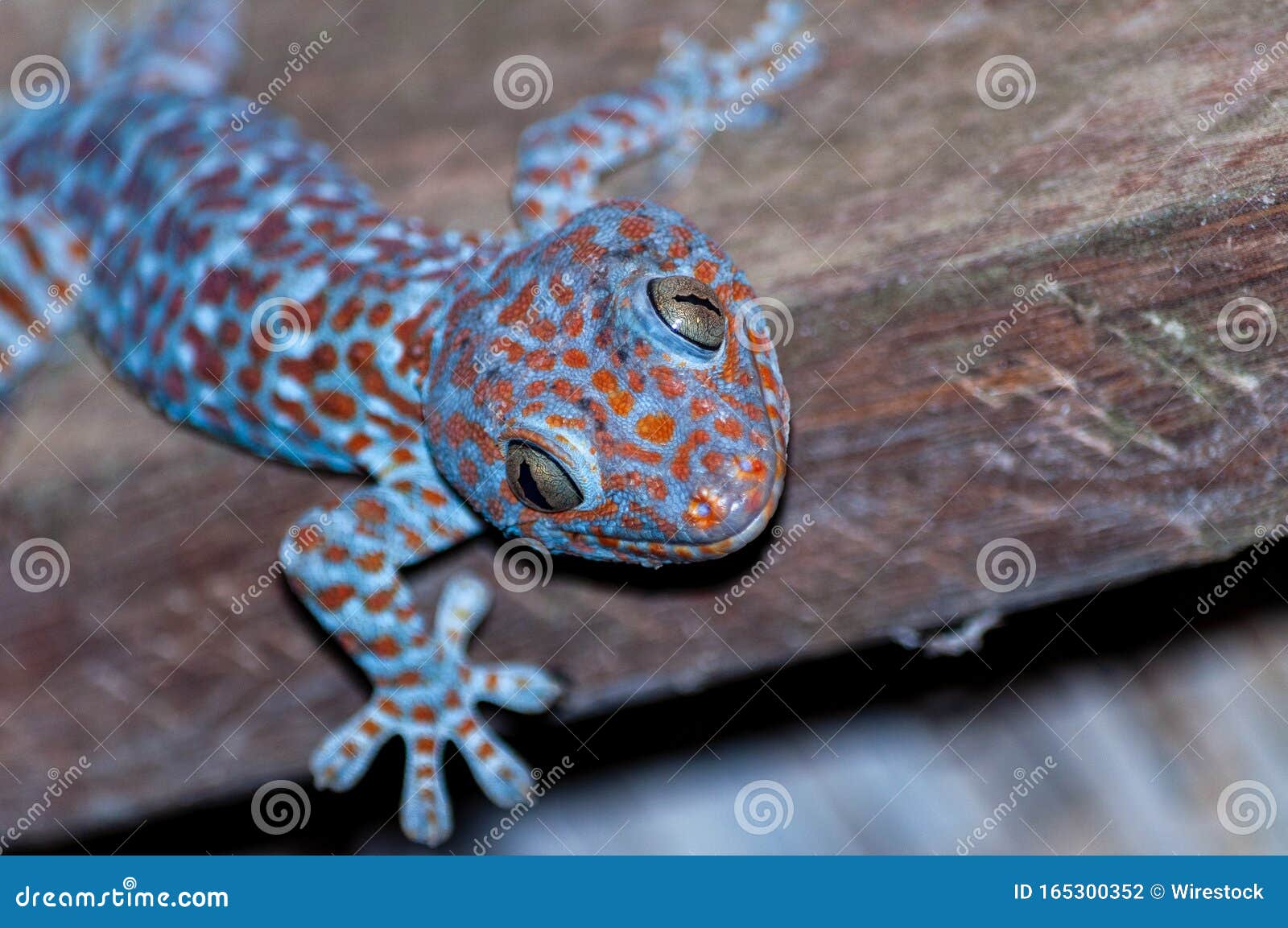 Closeup Shot of a Blue and Orange Lizard on a Wooden Surface with a ...